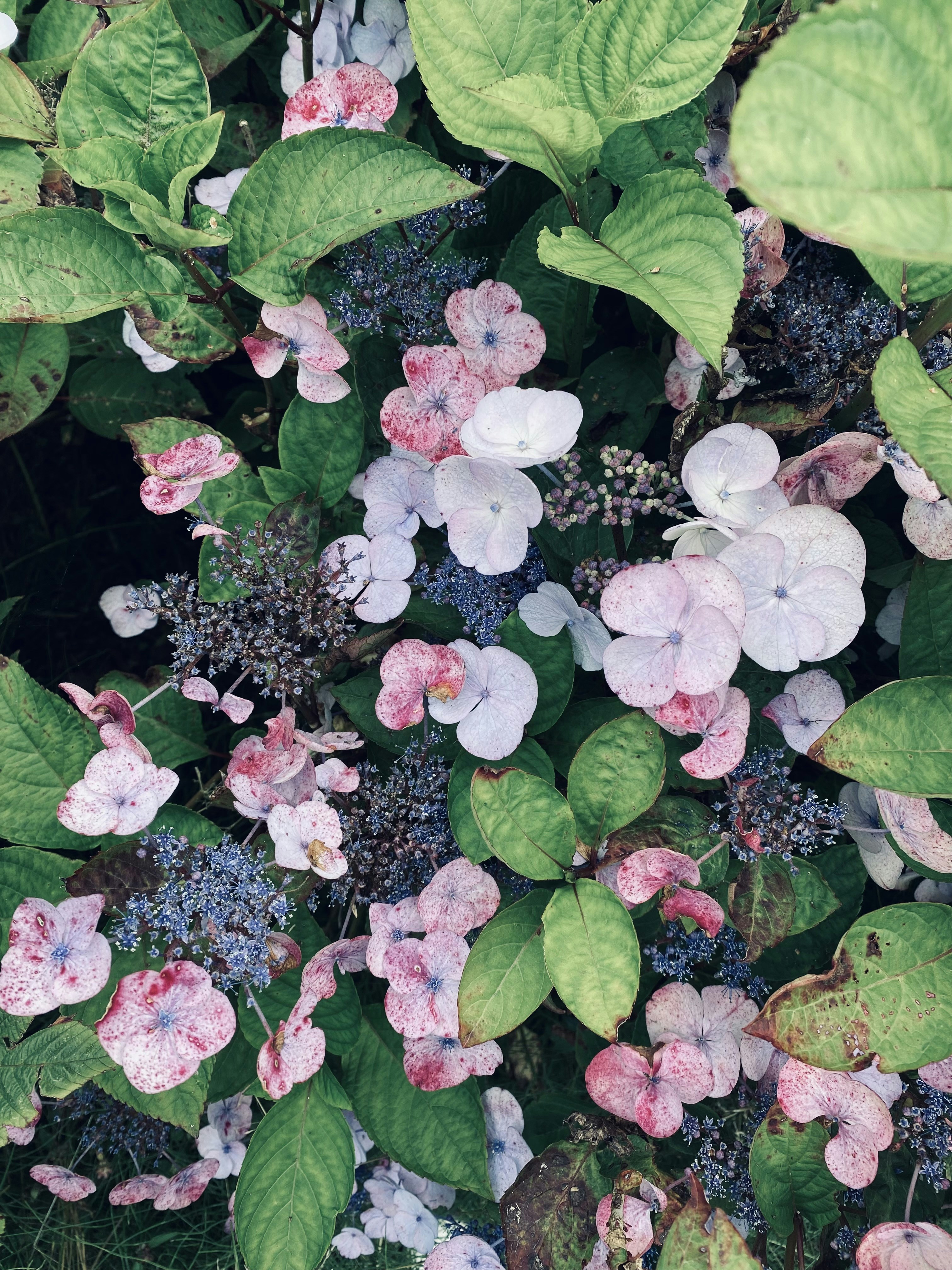 Whispers of Nature: A Floral Mosaic