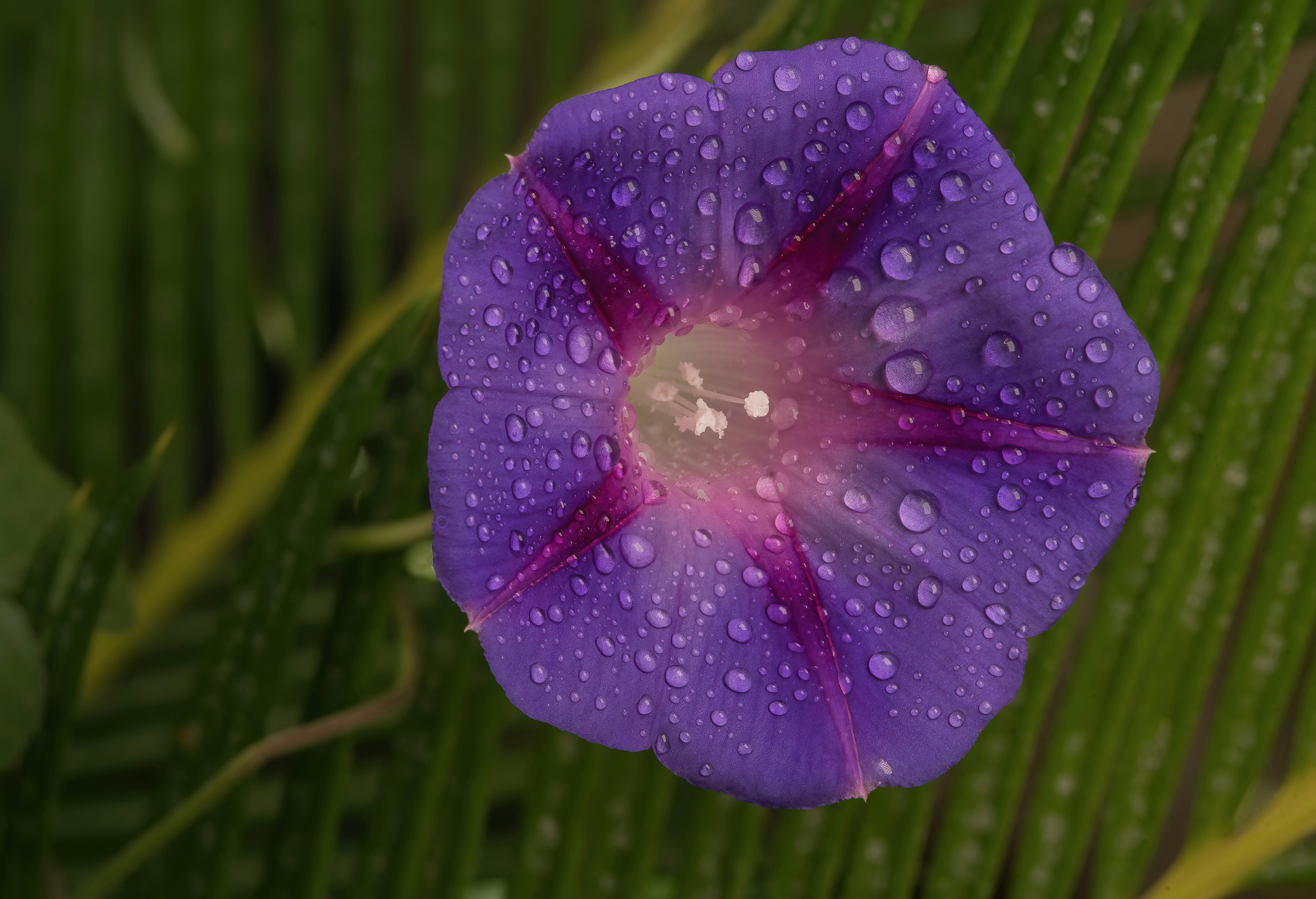 Nature's Bejeweled Blossom