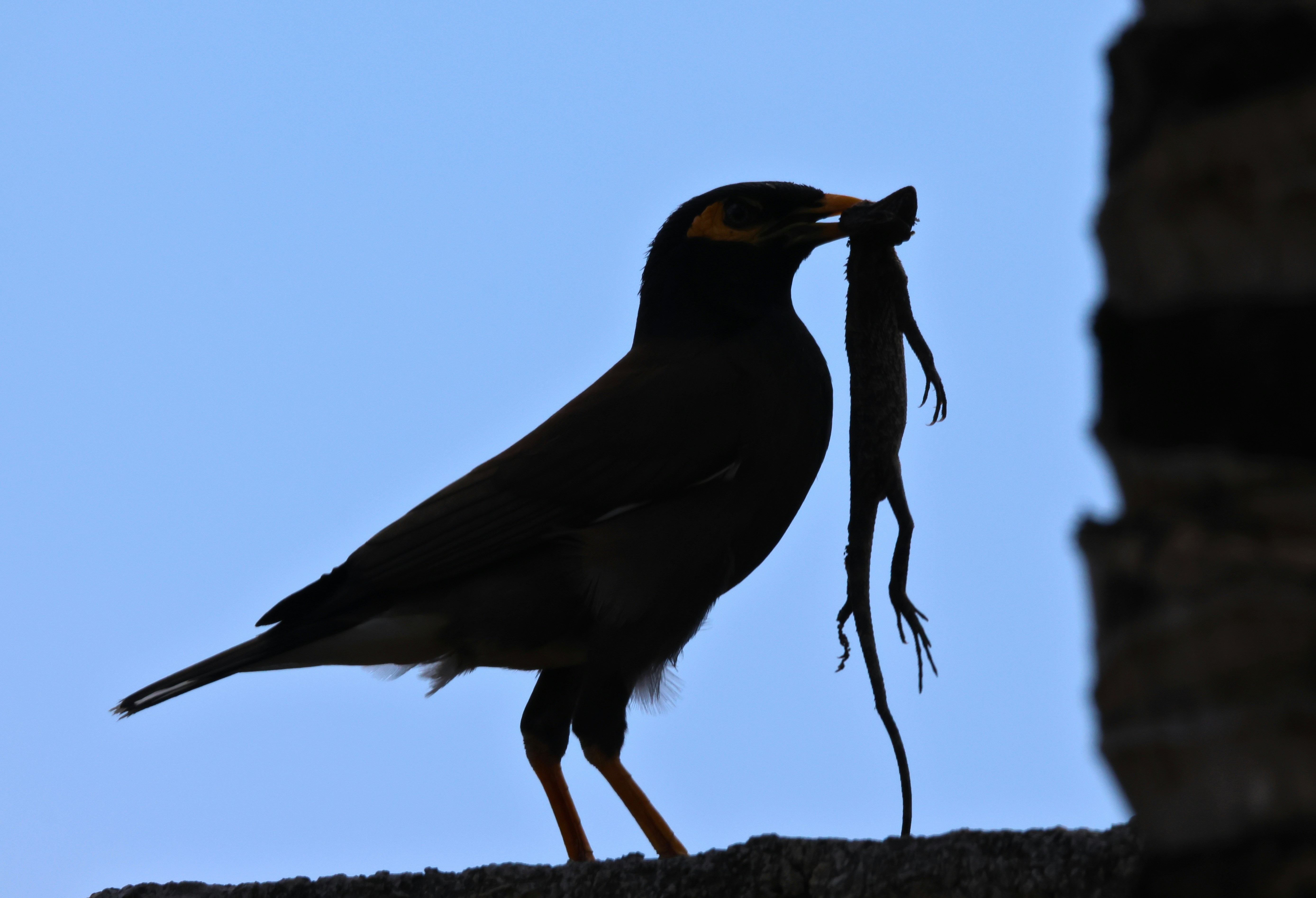 Bird silhouetted against sky holding lizard in beak