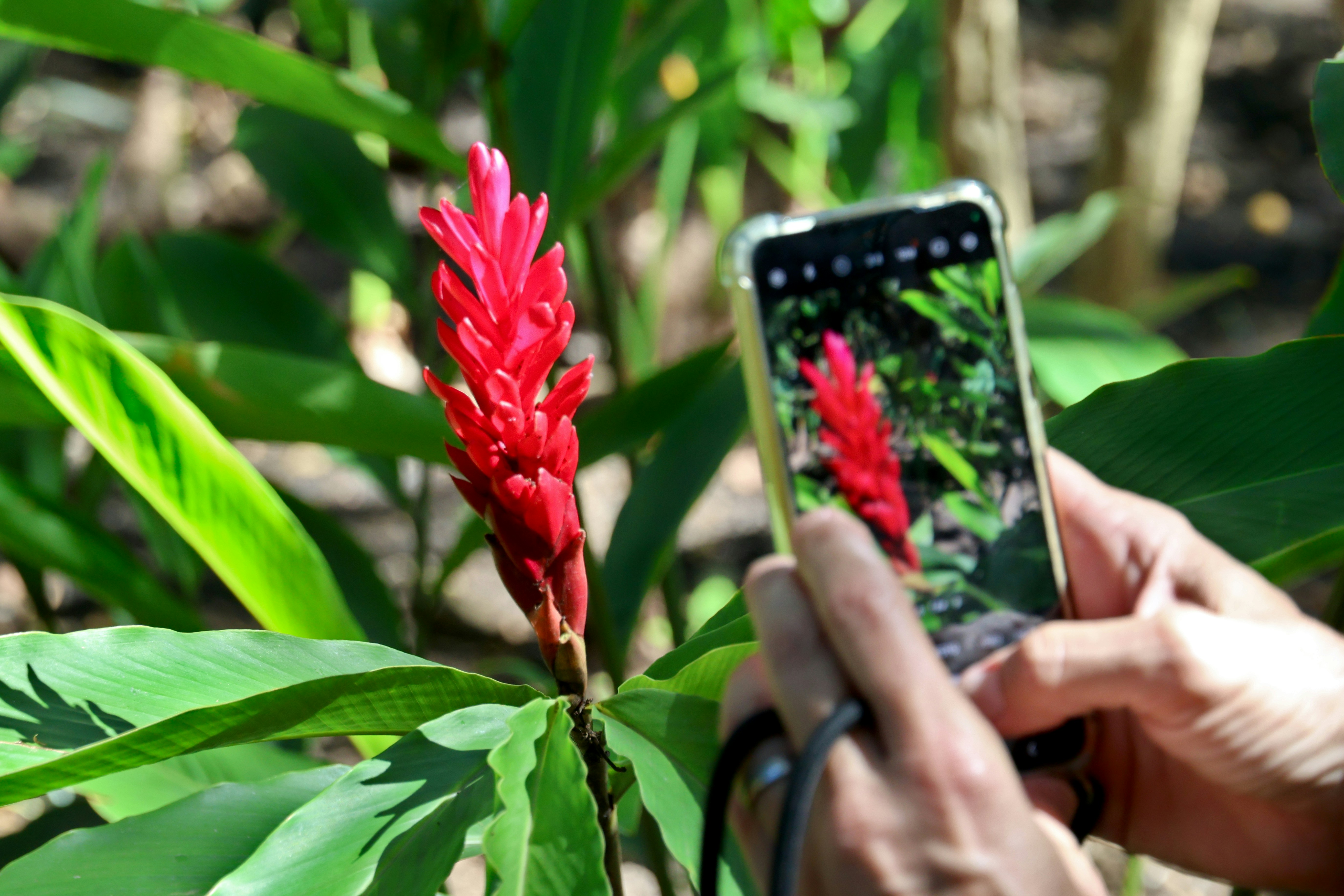 Crimson Torch Ginger in Focus: Handheld Macro Amid Greenery