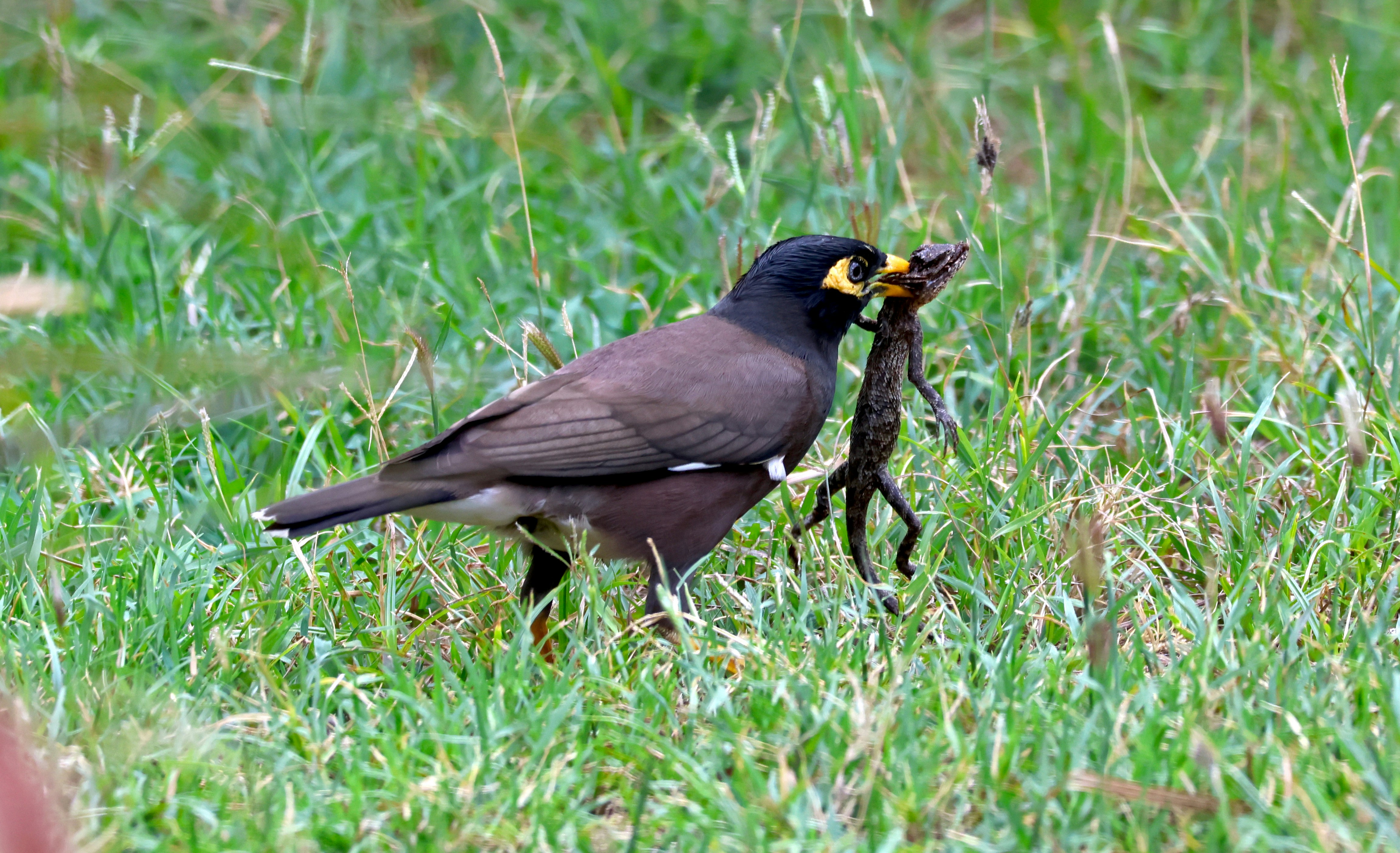 Nature's Hunter: A Moment of Survival