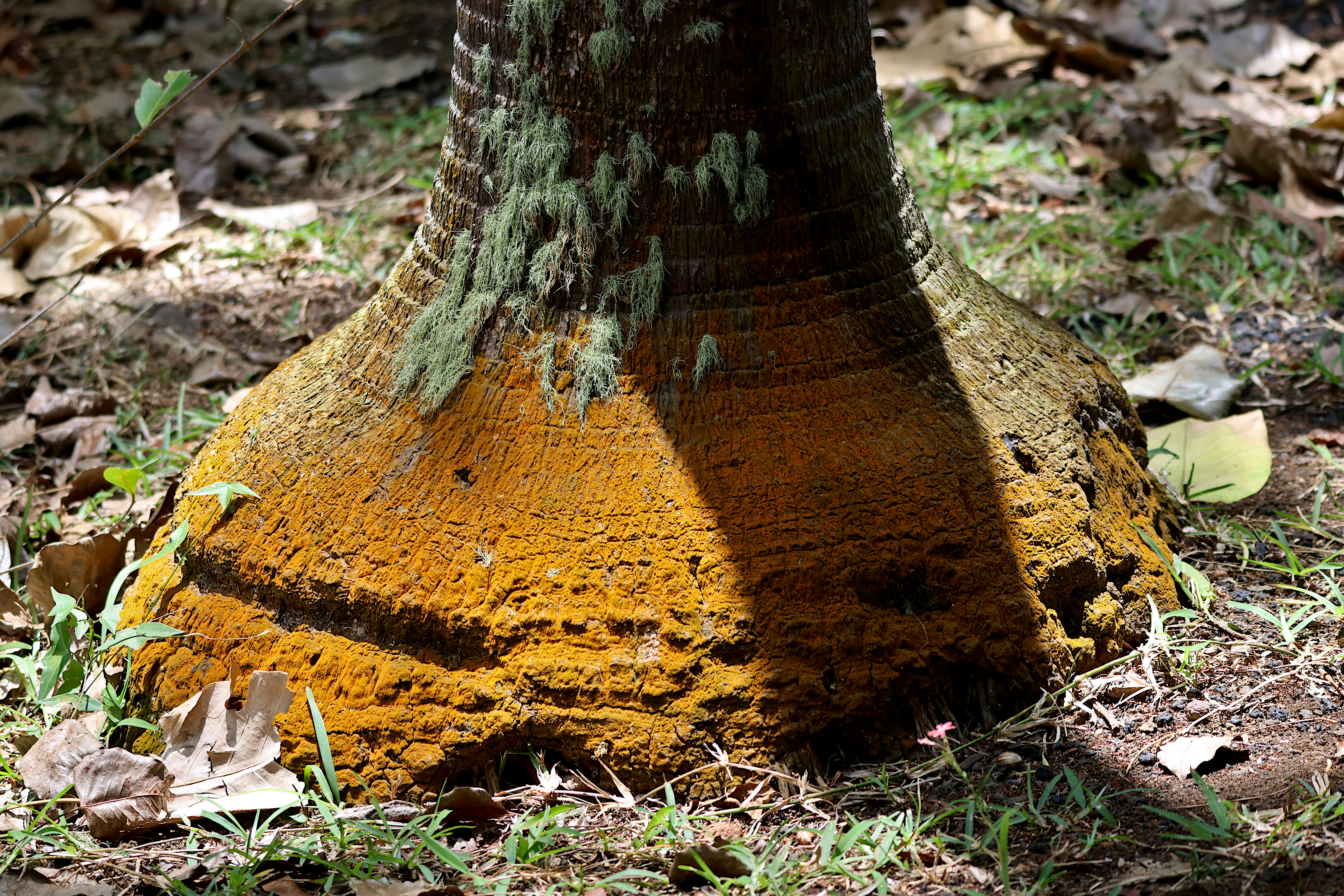 Nature's Textured Palette: The Base of a Tropical Giant