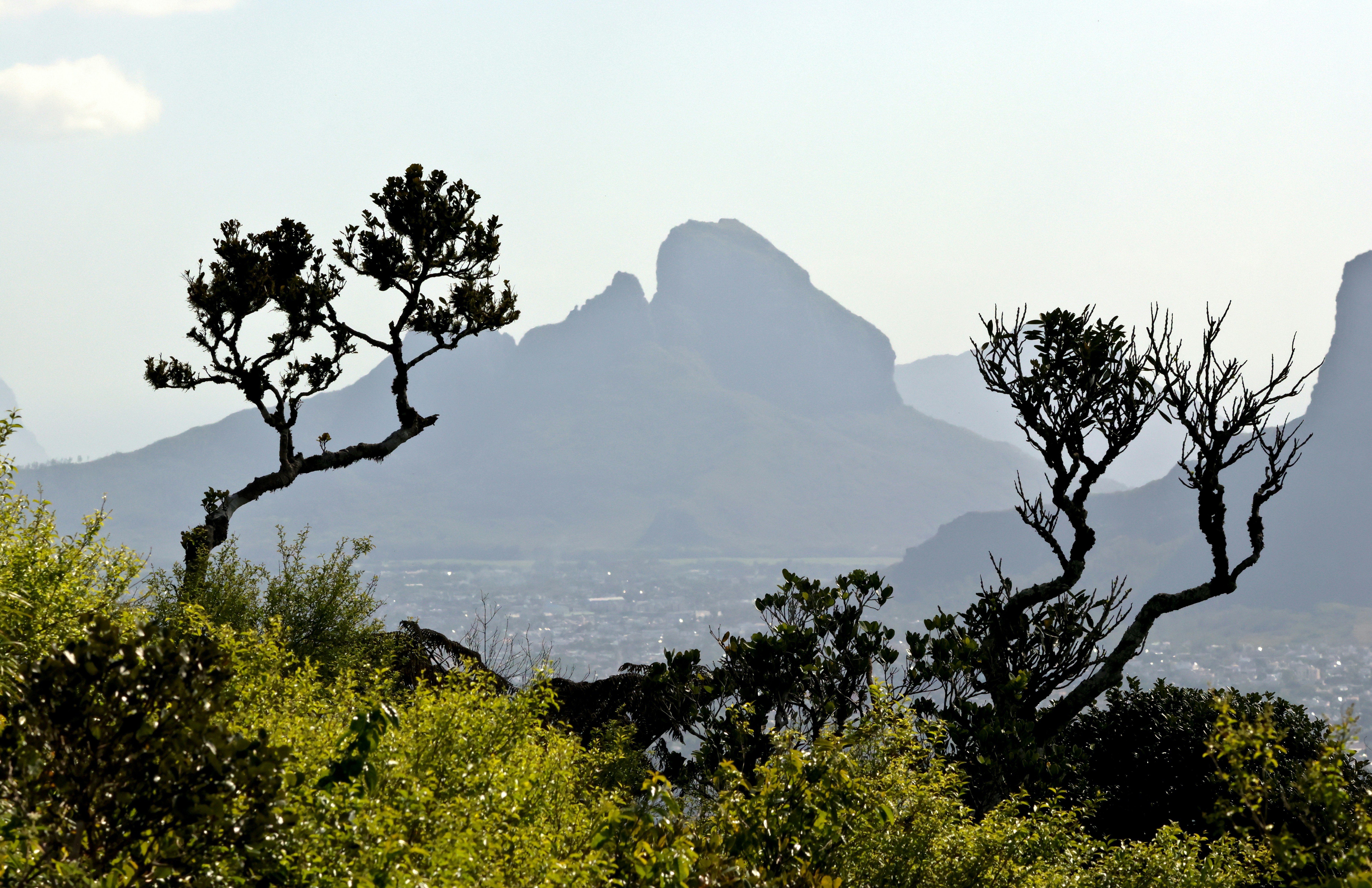 Whispers of the Mountain: Nature's Silhouette