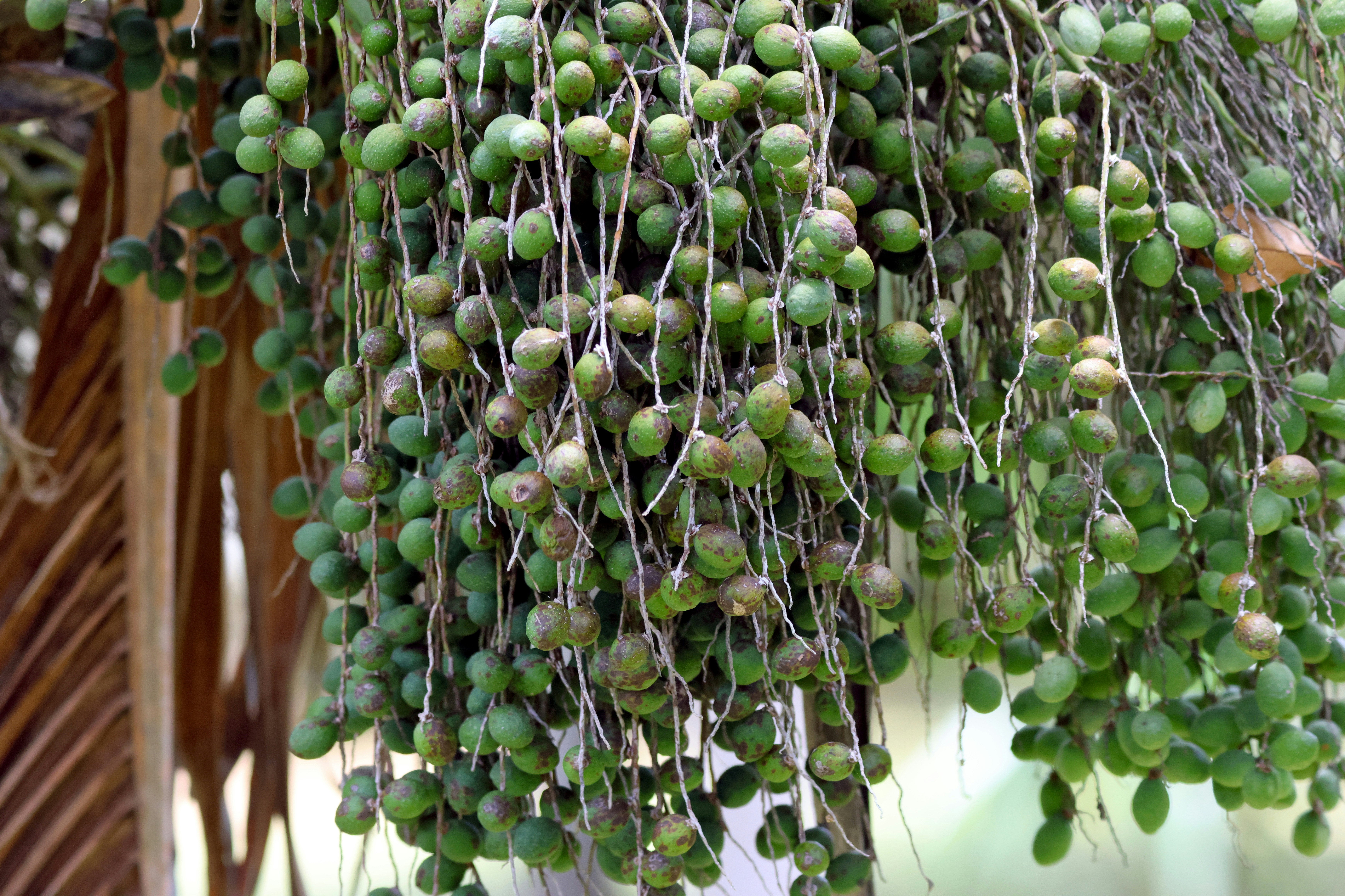 Clusters of small green fruits hanging from a branch