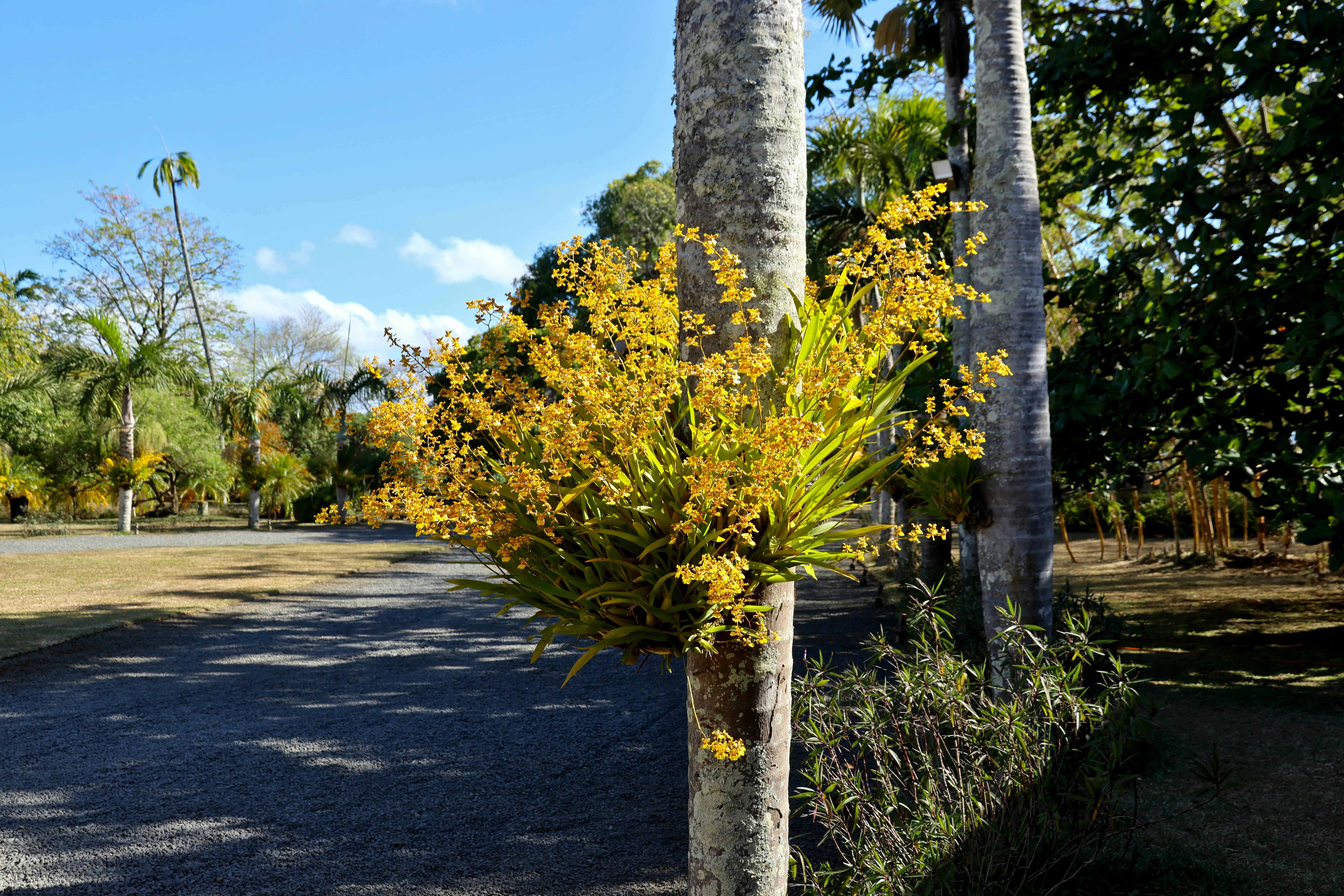 Sunlit Palm Trunk Bouquet Beside a Quiet Tropical Path