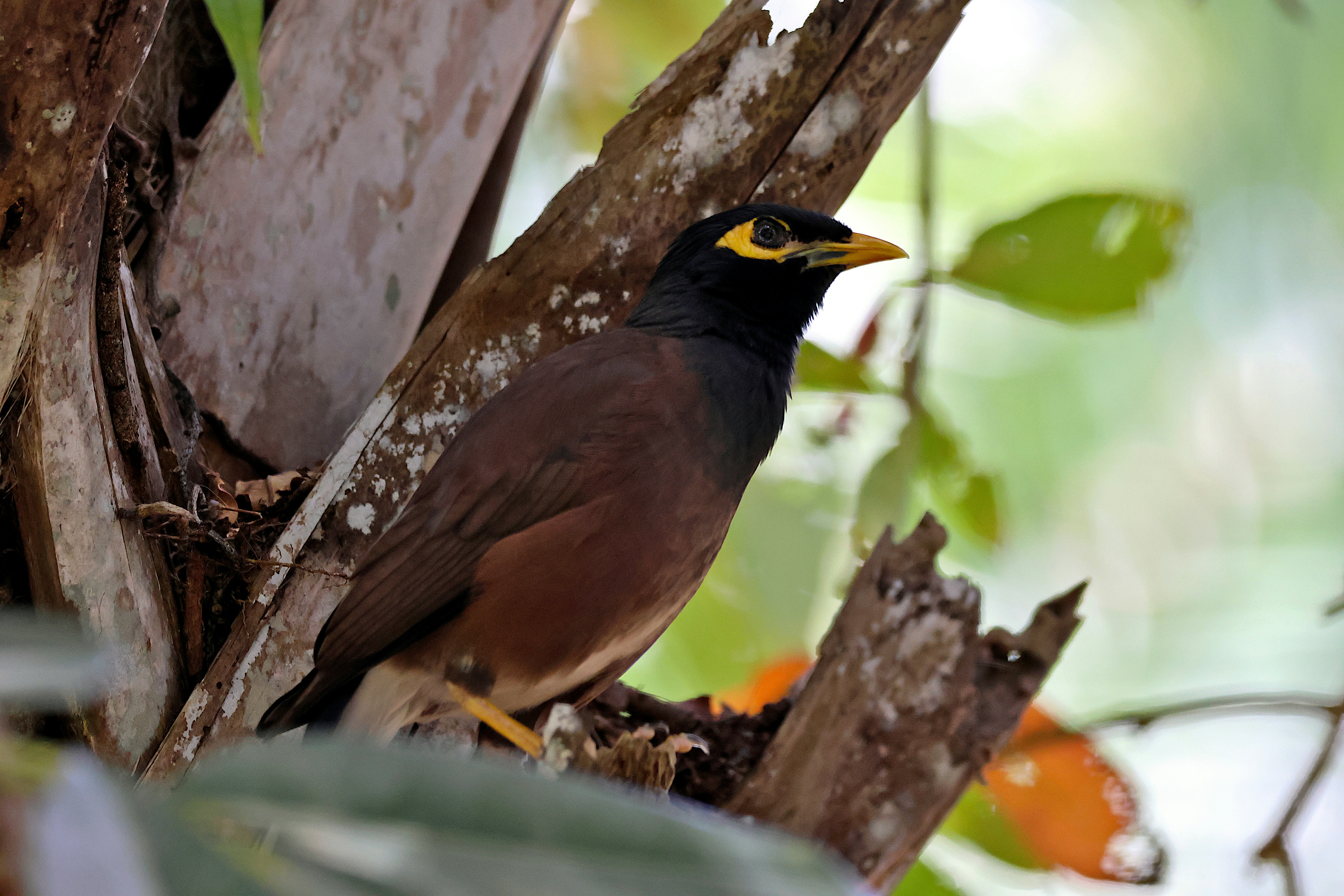 Perch in the Verdant Veil: A Common Myna Scans the Understory