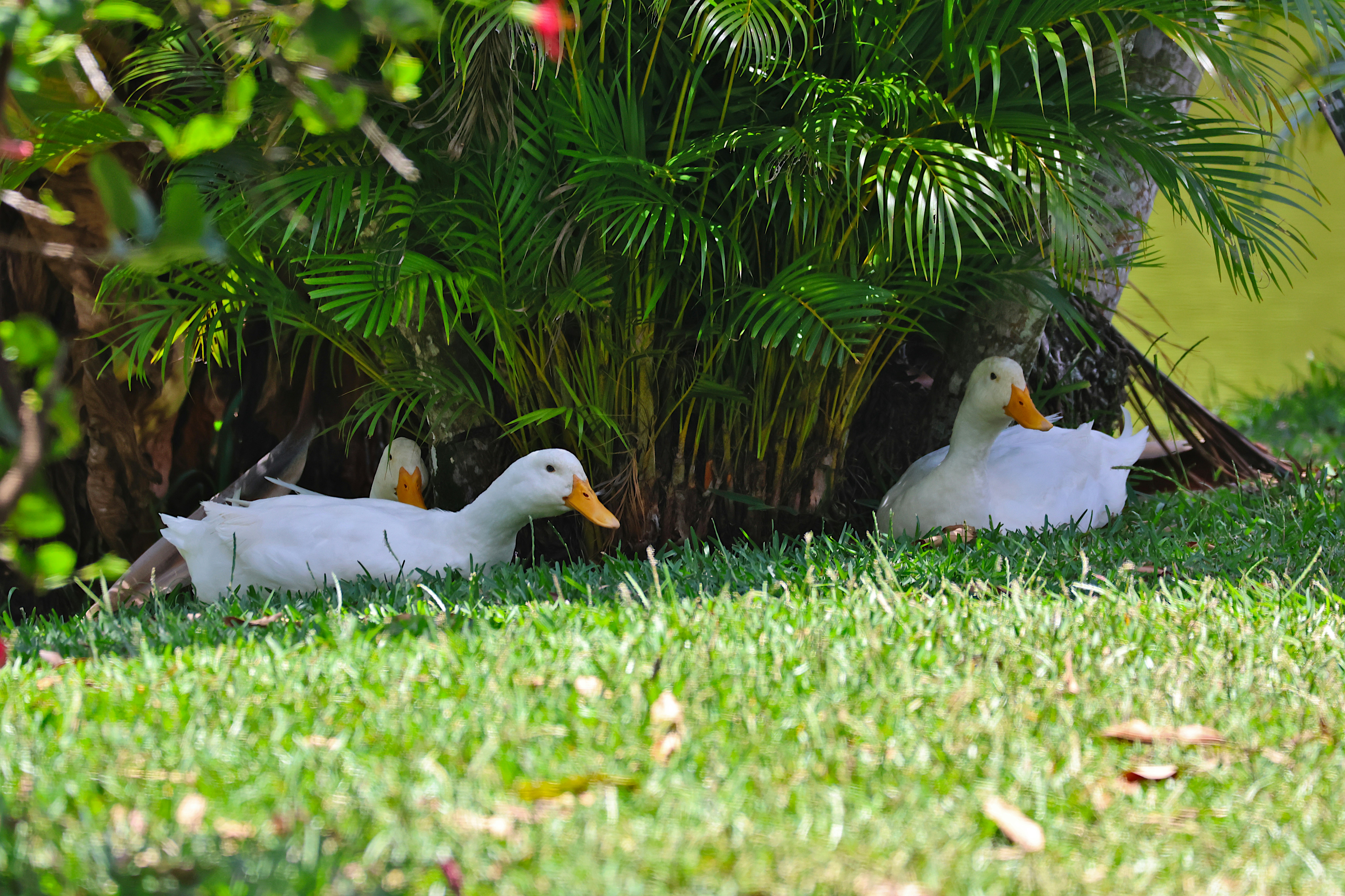 Two white ducks resting in green grass under palm trees.