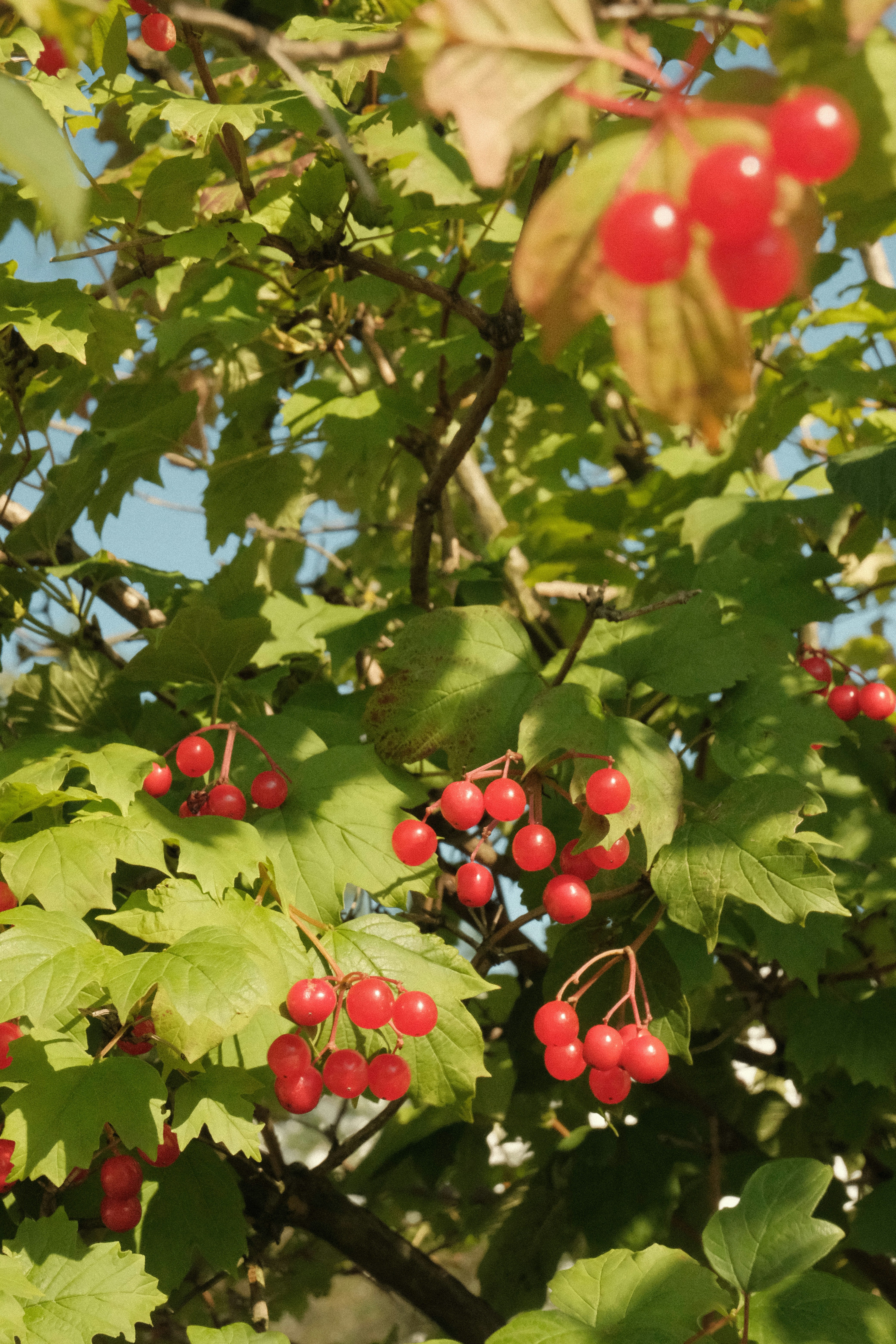 Clusters of vibrant red berries nestled among lush green leaves under a clear blue sky.