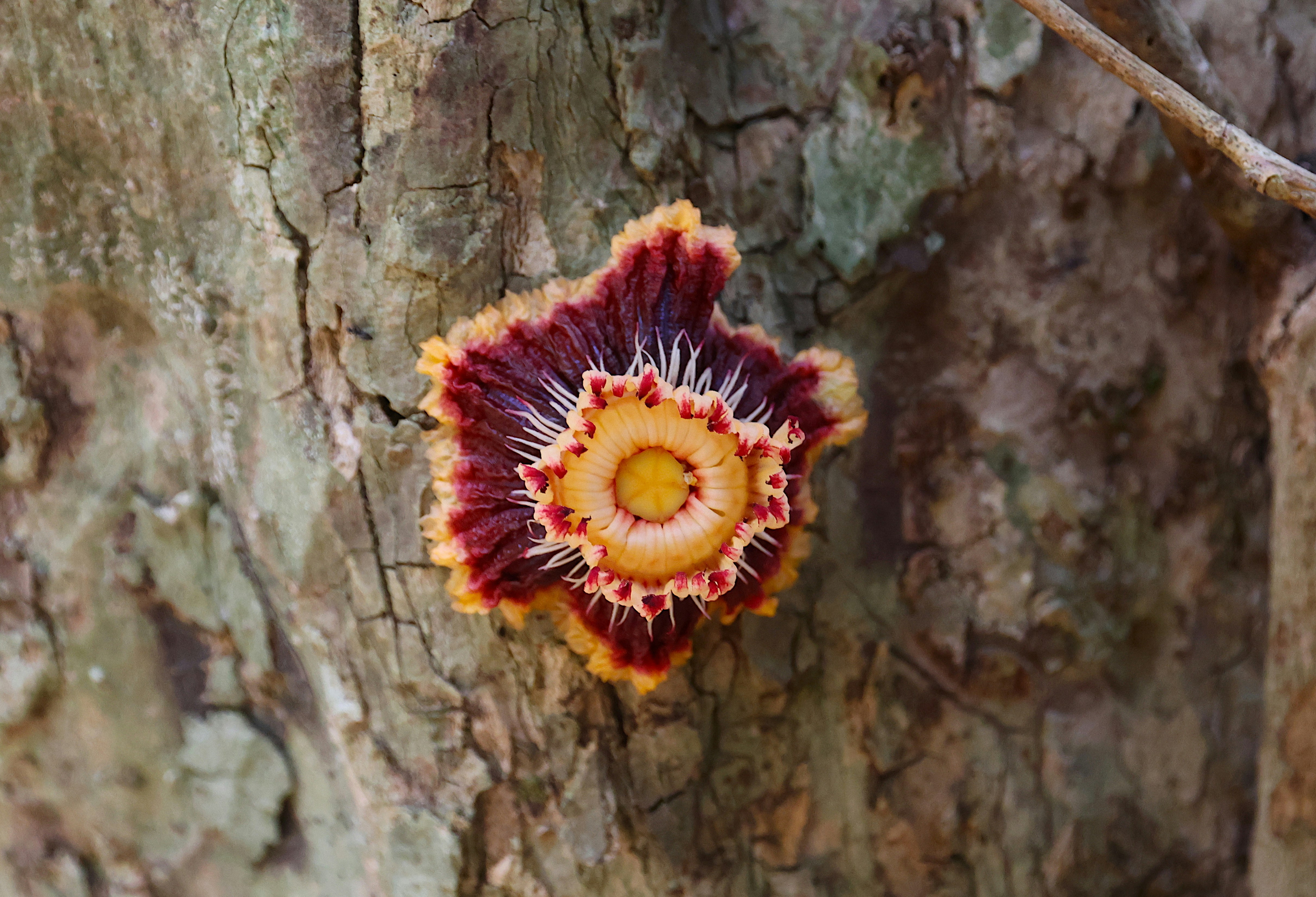 Crimson Frill on Weathered Bark: A Tiny Fireflower in Macro