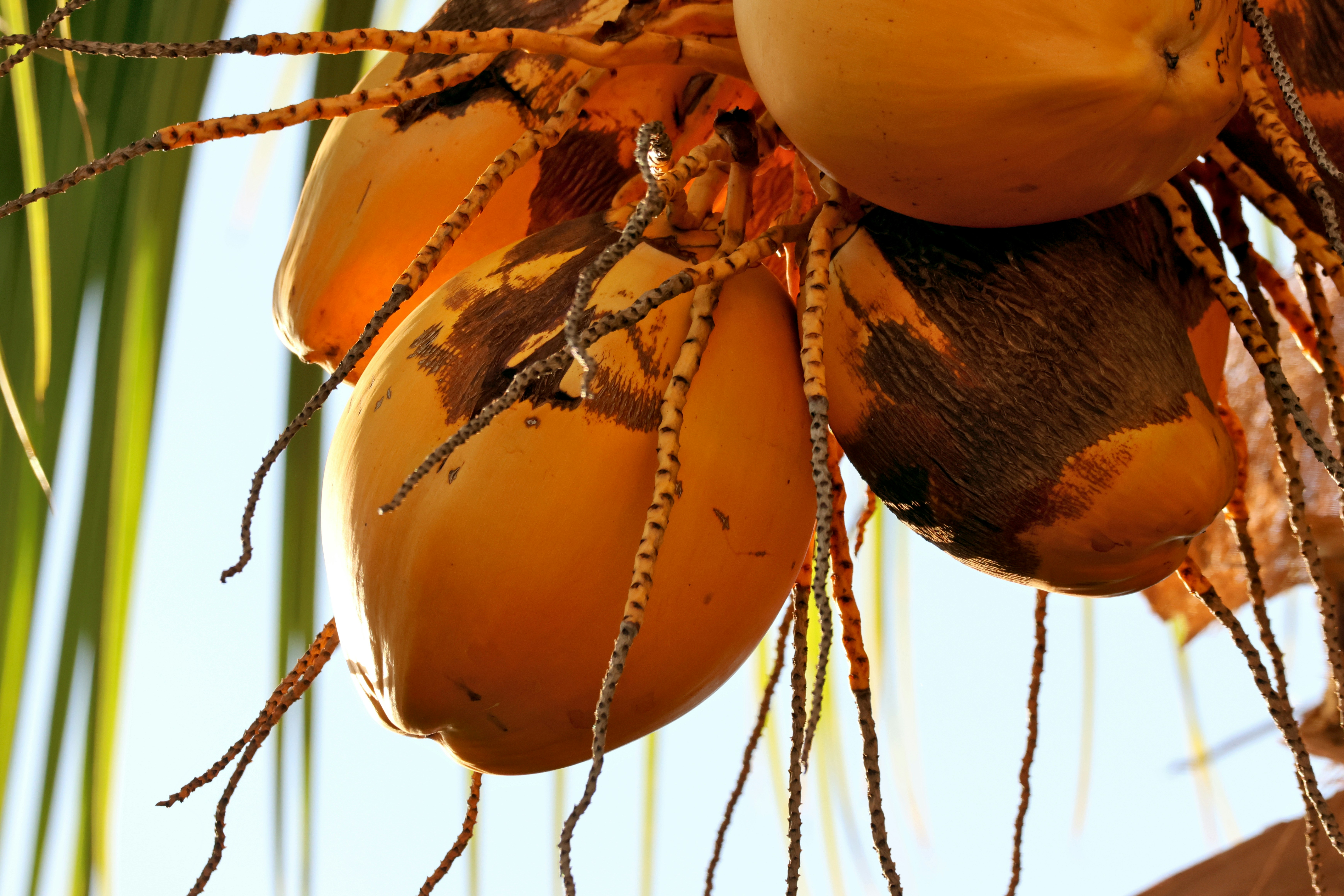 Golden Harvest: Nature's Tropical Gems