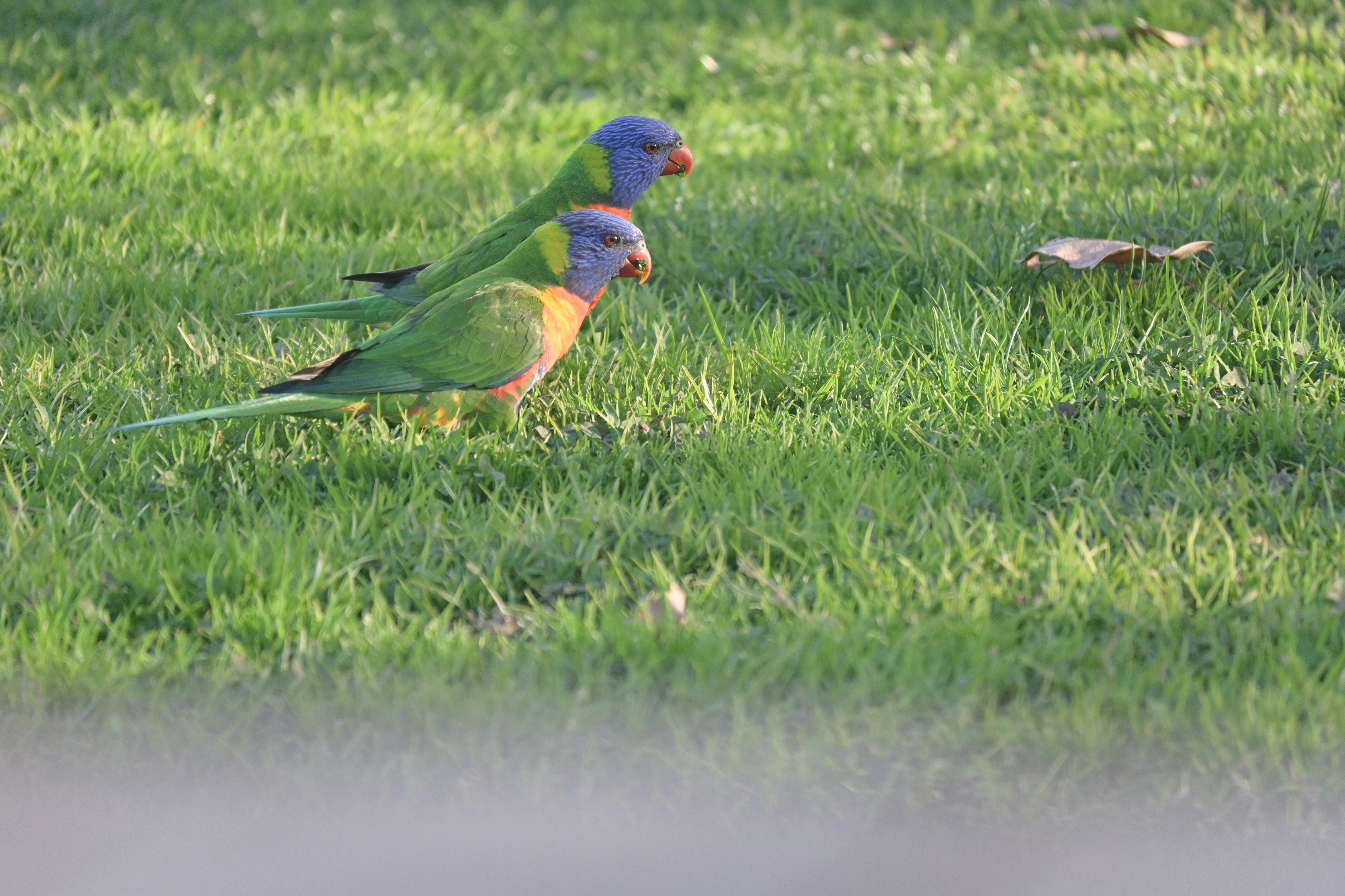Blue-headed Lorikeets Crossing a Sunlit Lawn