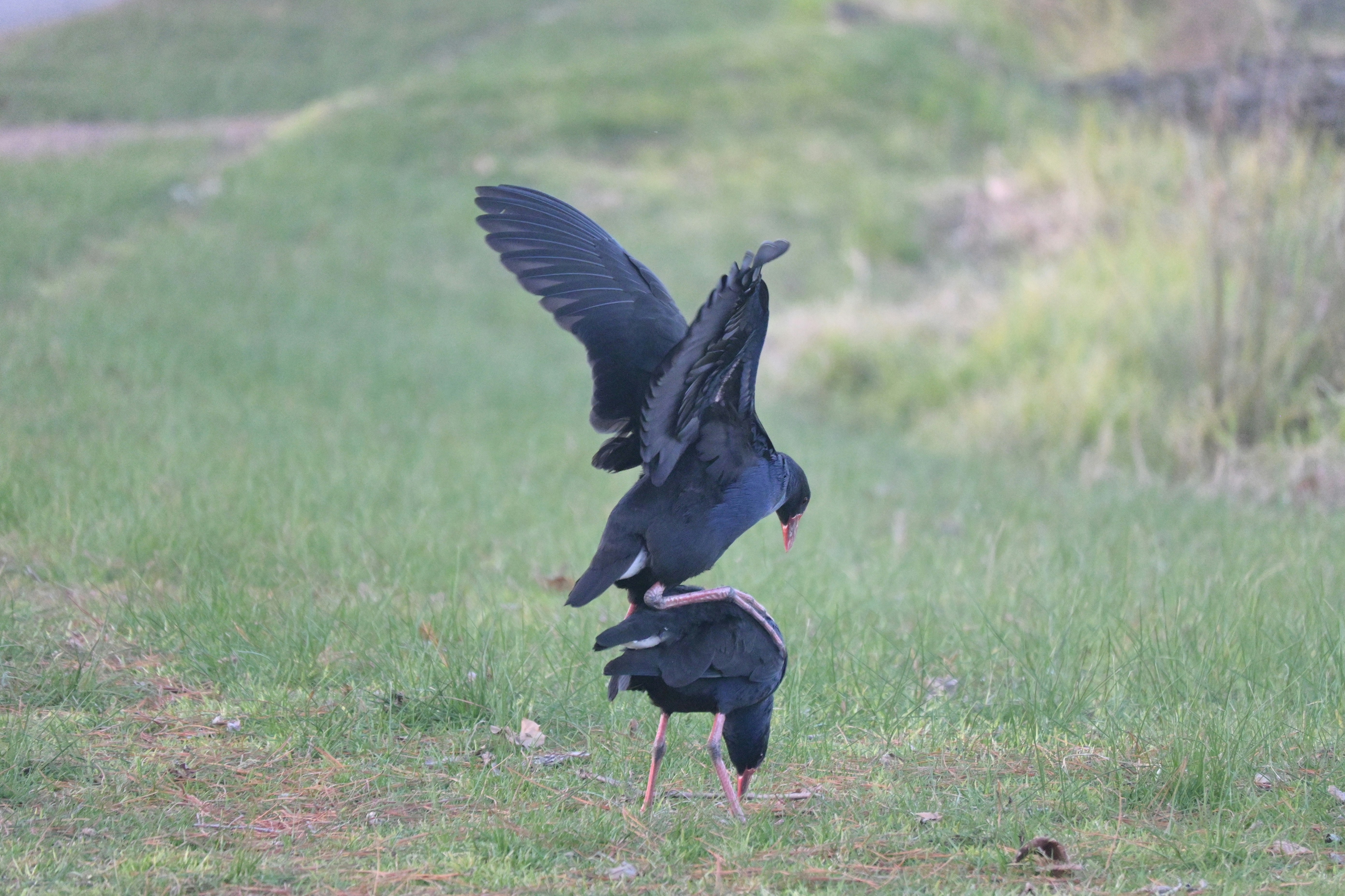 A Dance of Shadows: The Intricacies of Avian Courtship