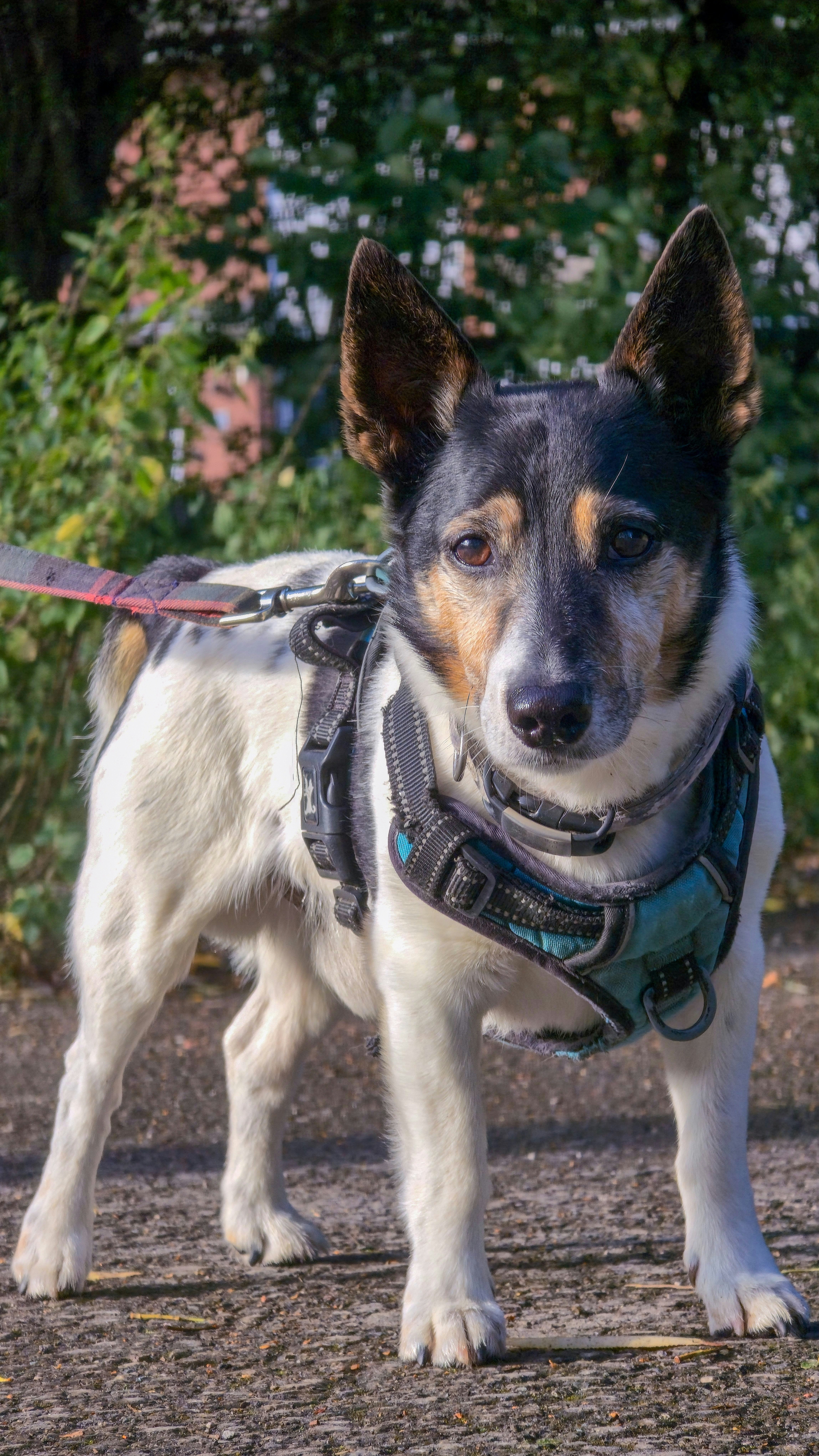 A Stalwart Companion in Nature's Embrace