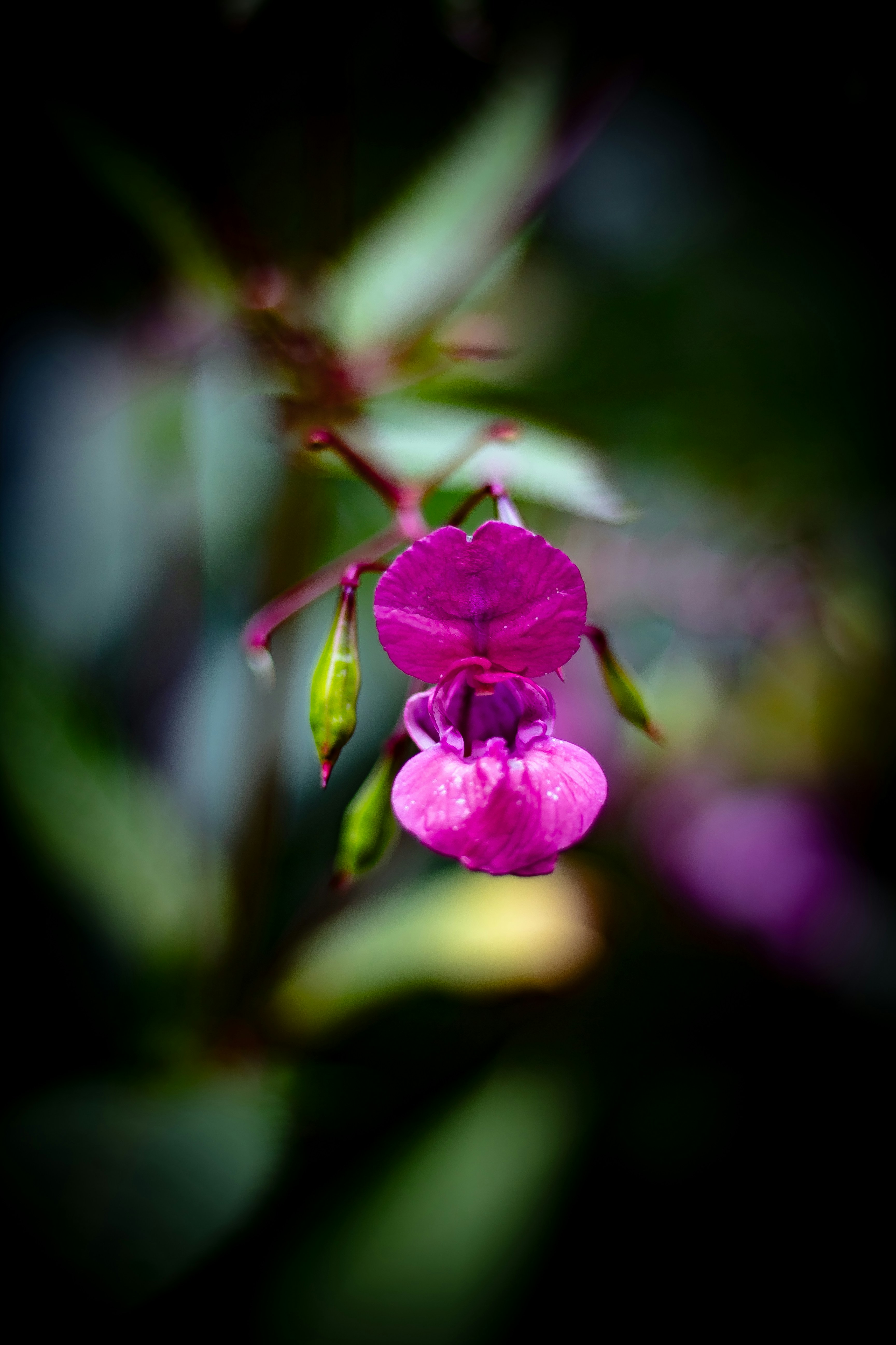 Pink Wildflower Close-Up | A vibrant pink flower with green leaves.
