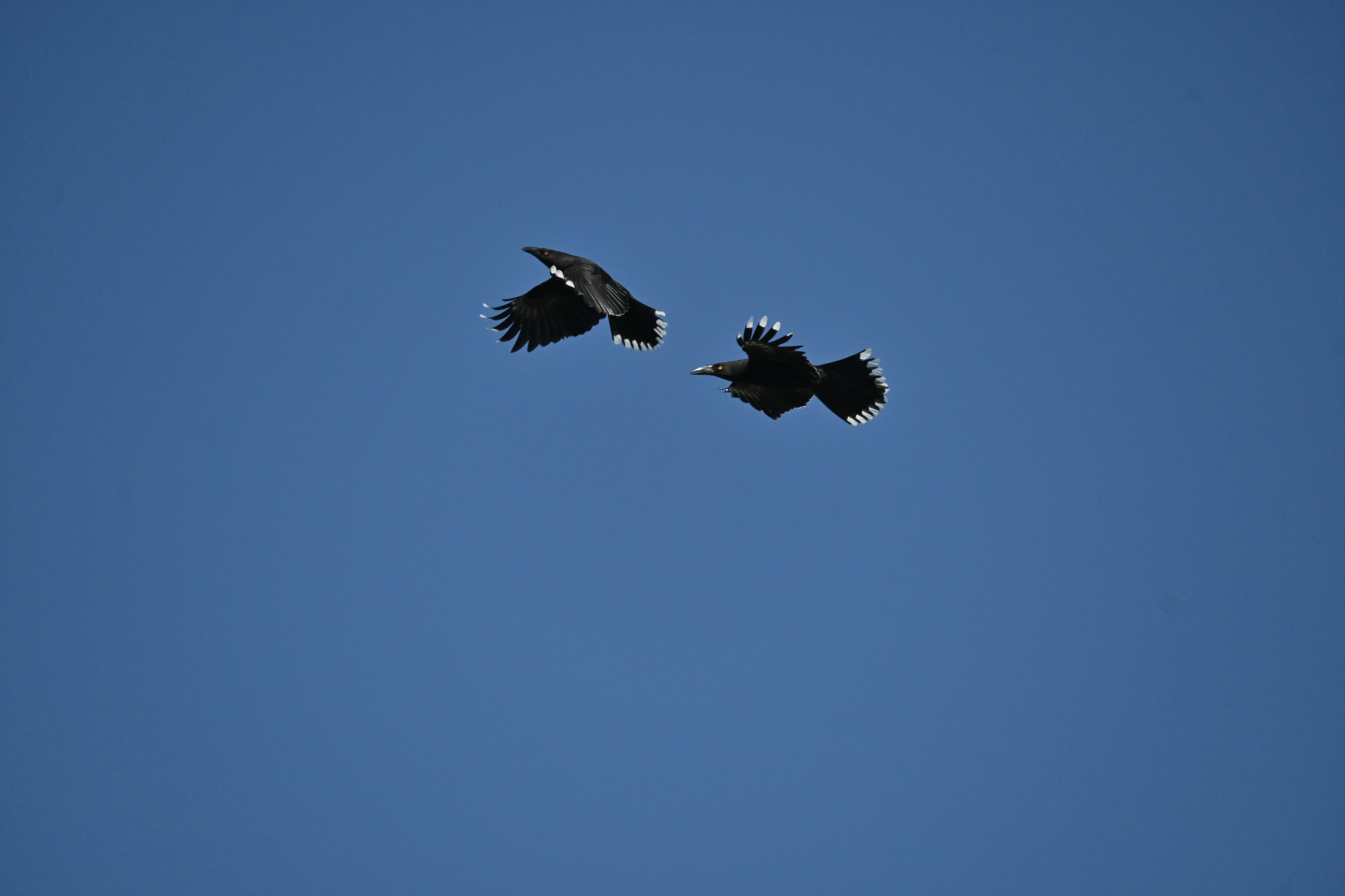 Two crows flying in a clear blue sky