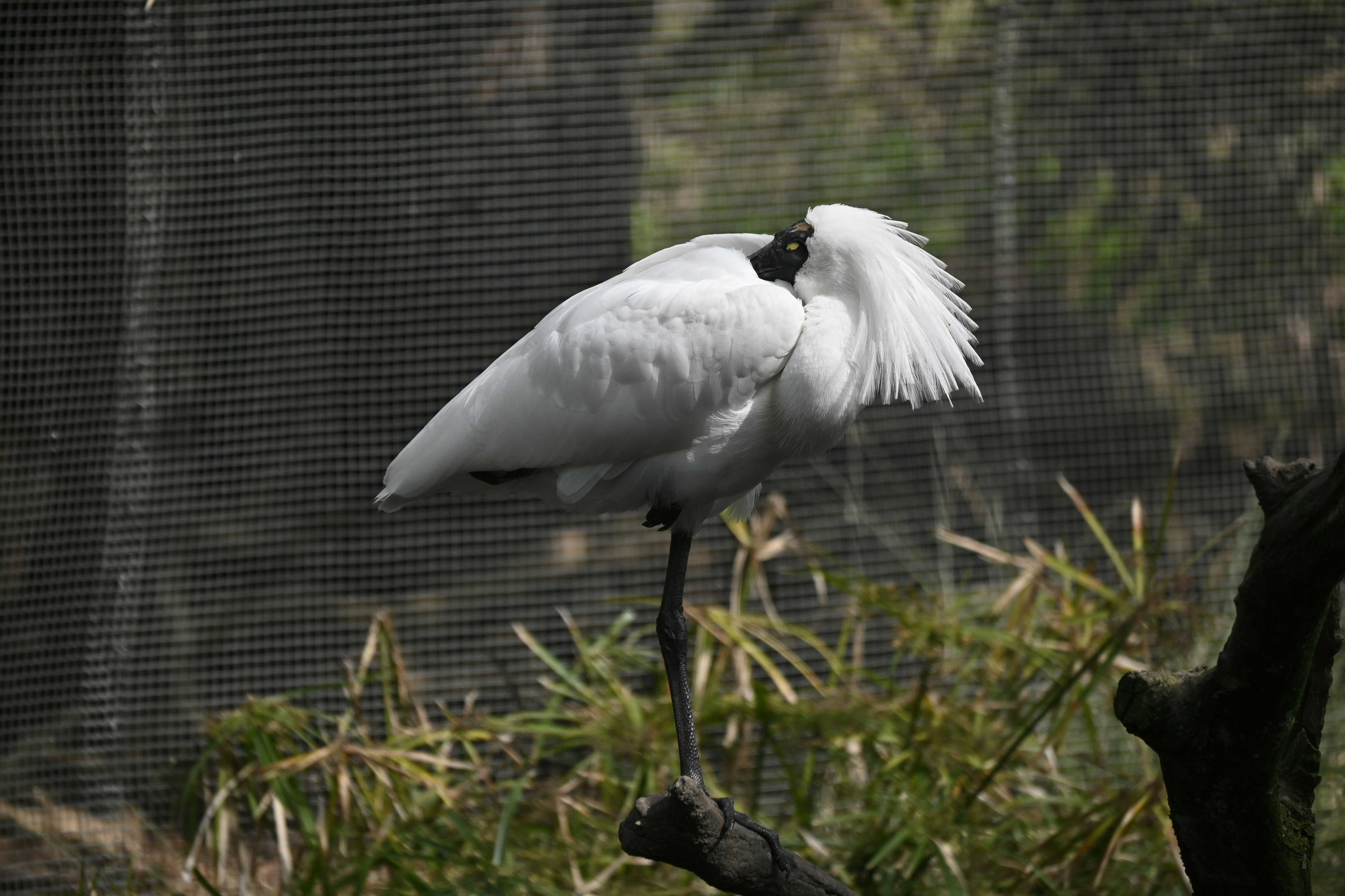 A white heron gracefully perched on one leg, showcasing its striking plumage and elegant posture amidst a natural background.
