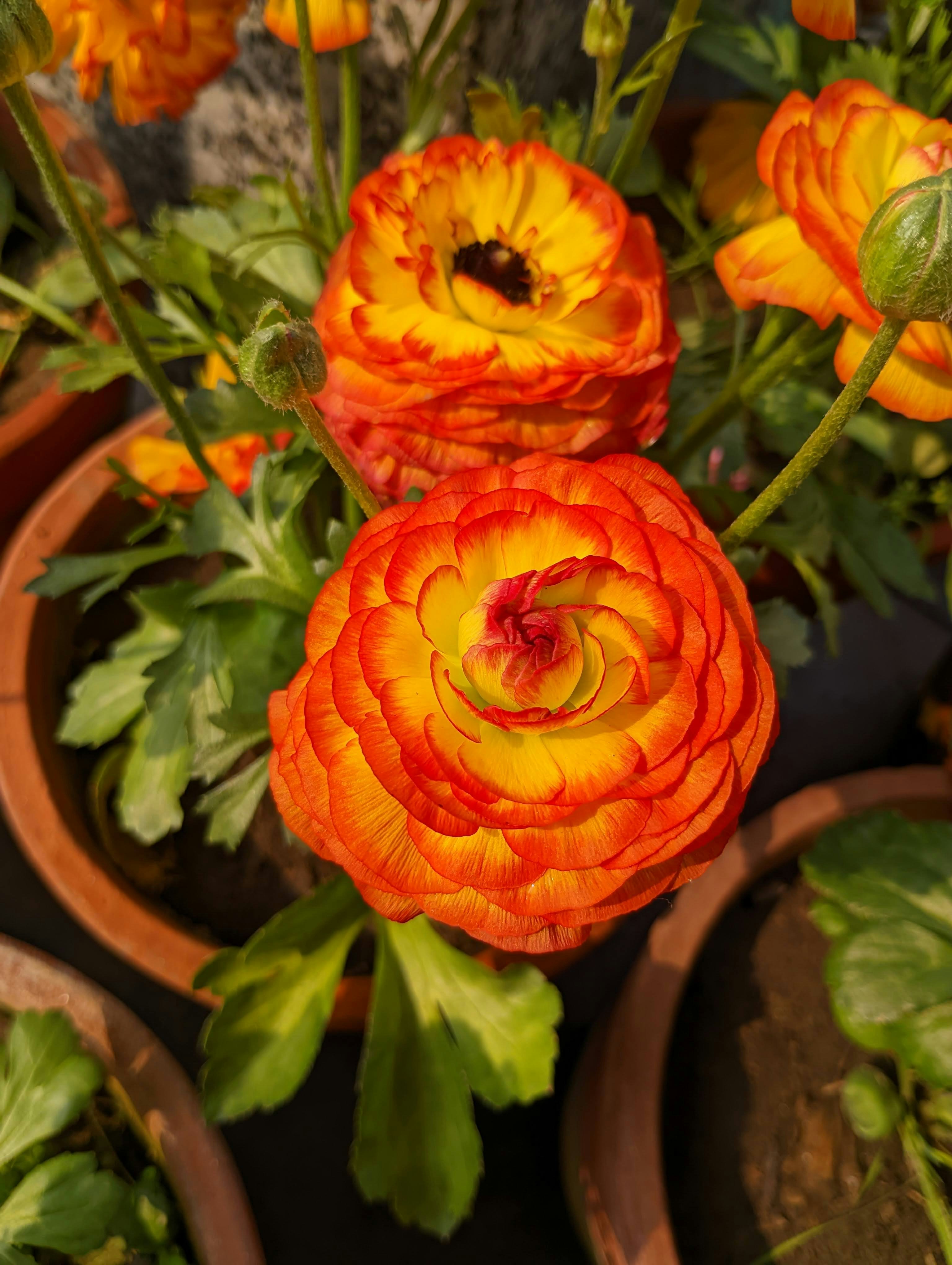 A close-up of a vibrant orange and yellow ranunculus flower, surrounded by green leaves and terracotta pots. The intricate layers of petals showcase nature's artistry.