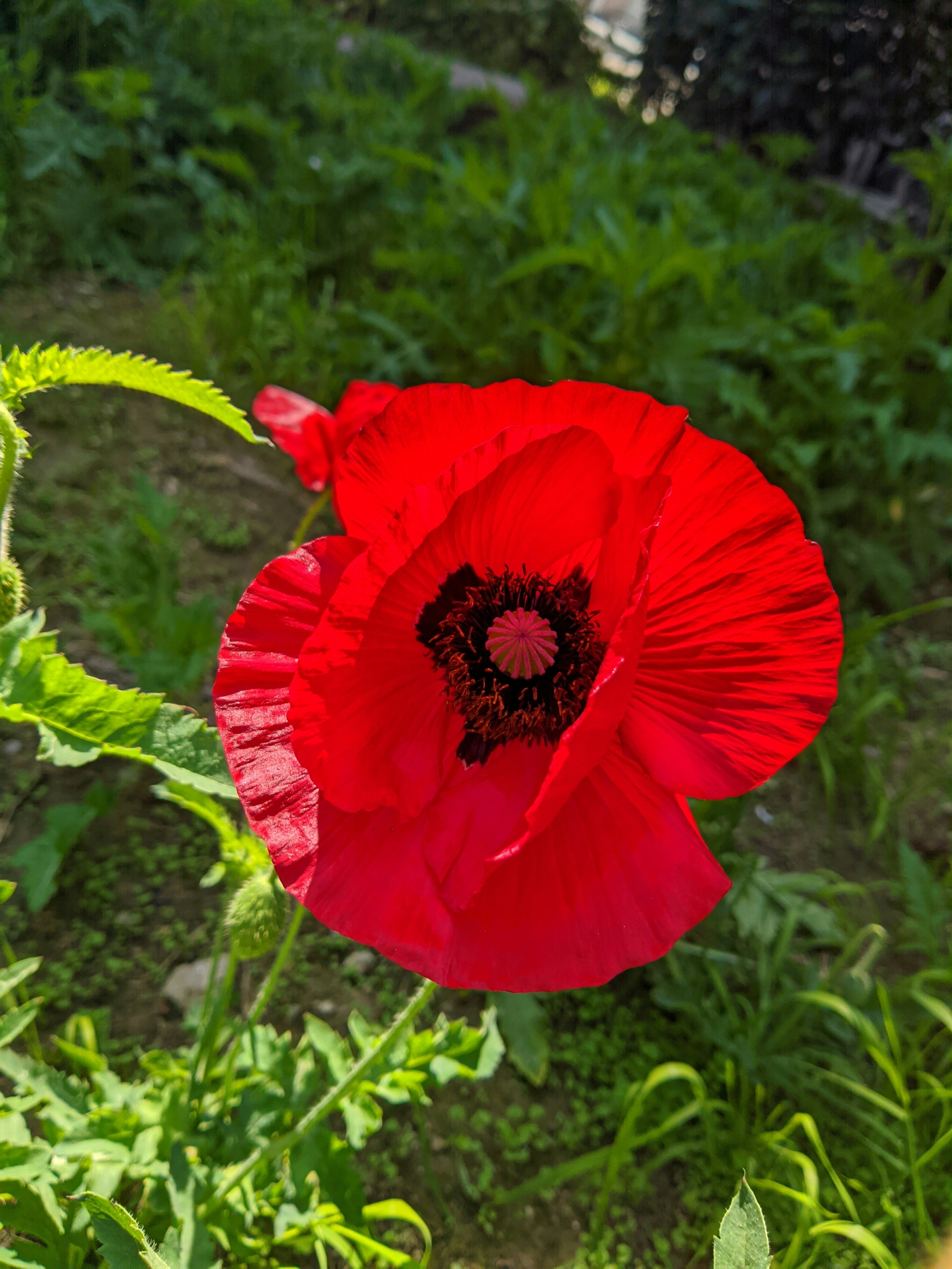 A vibrant red poppy flower in full bloom.
