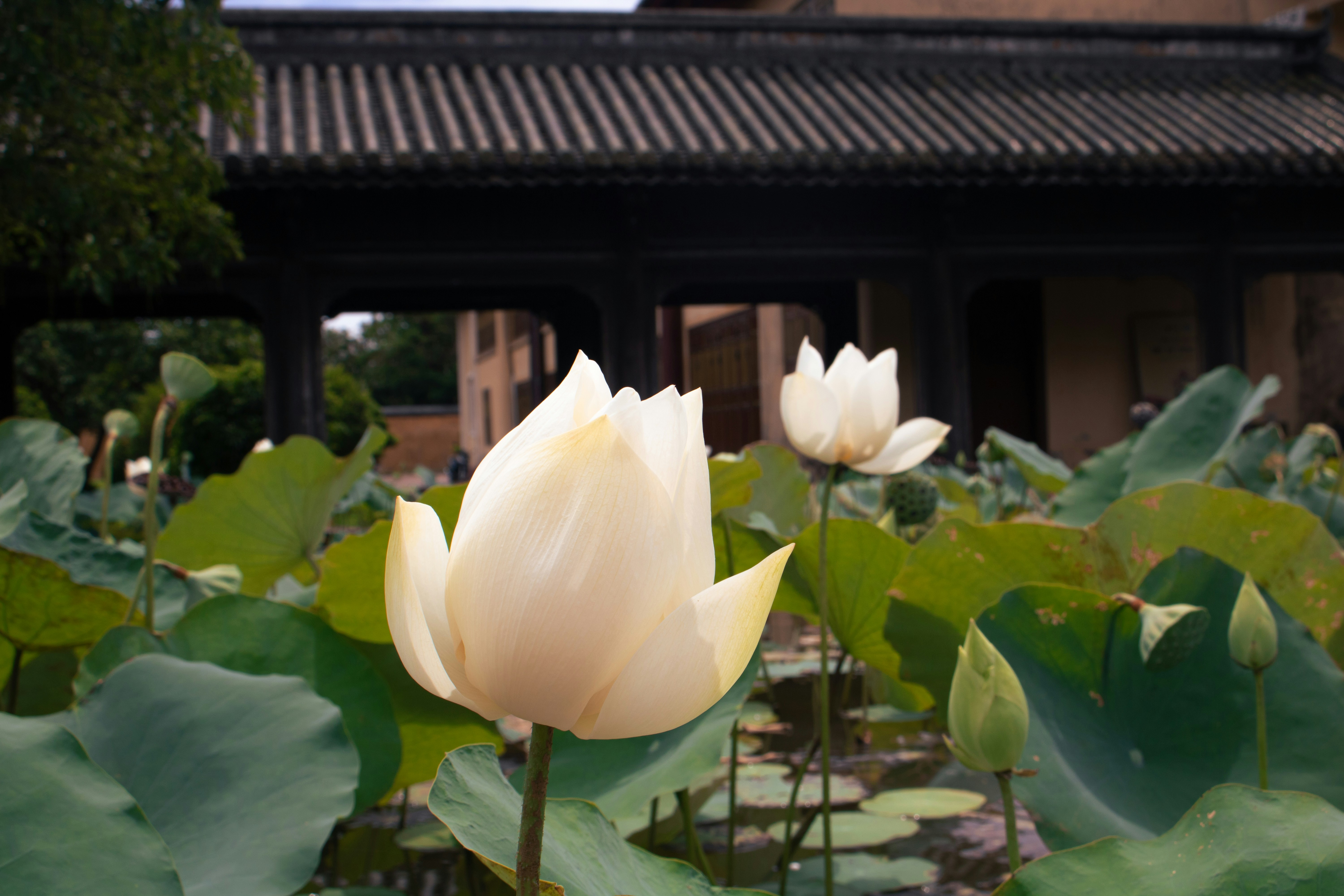 Whispers of Serenity in a Lotus Garden