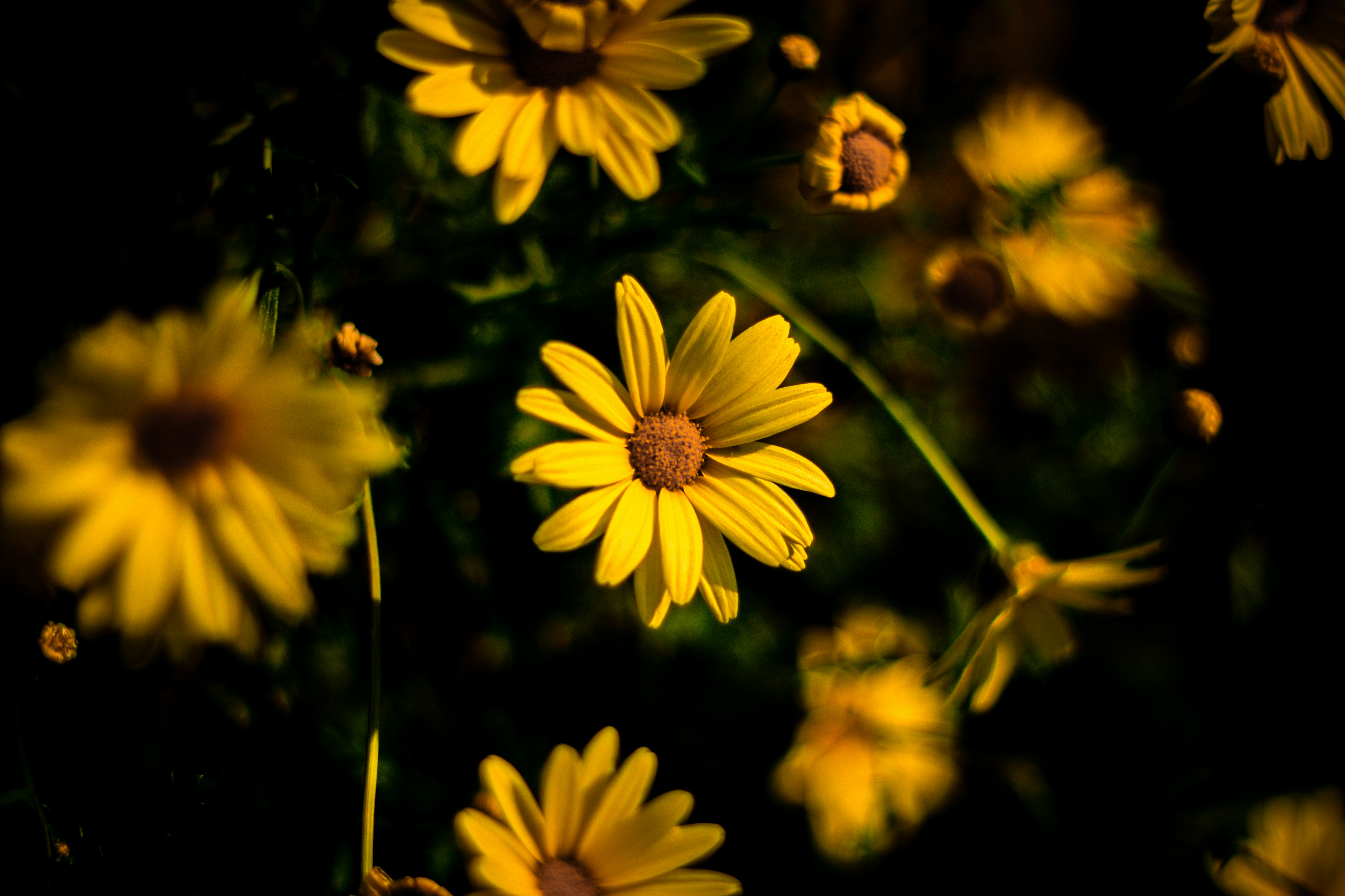 Close-up of bright yellow daisies against dark background