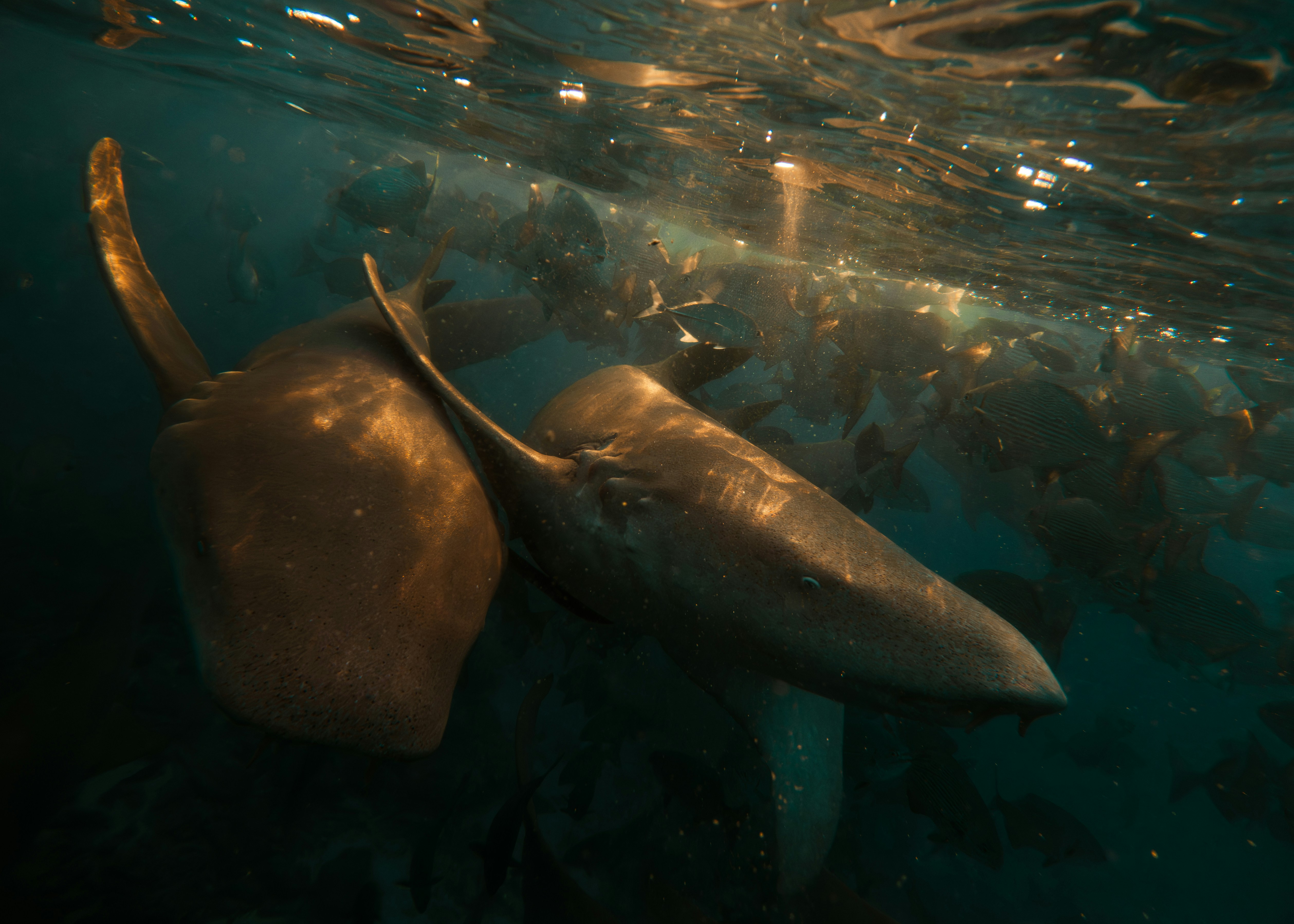 C:\DCIM\100GOPRO\GOPR8533.GPR | Two rays swim together in the clear ocean water.