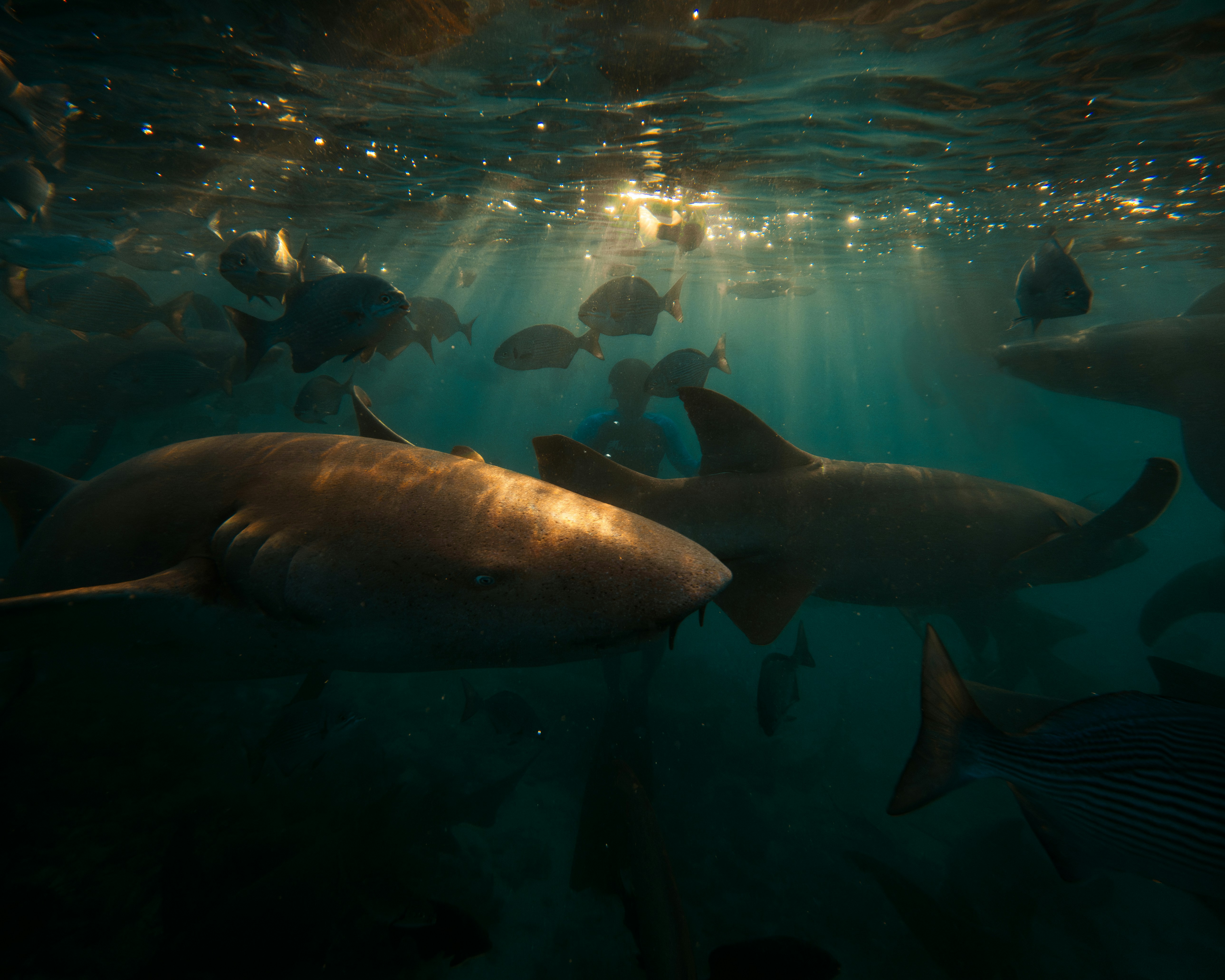 C:\DCIM\100GOPRO\GOPR8518.GPR | Sharks swimming underwater with sun rays and fish.