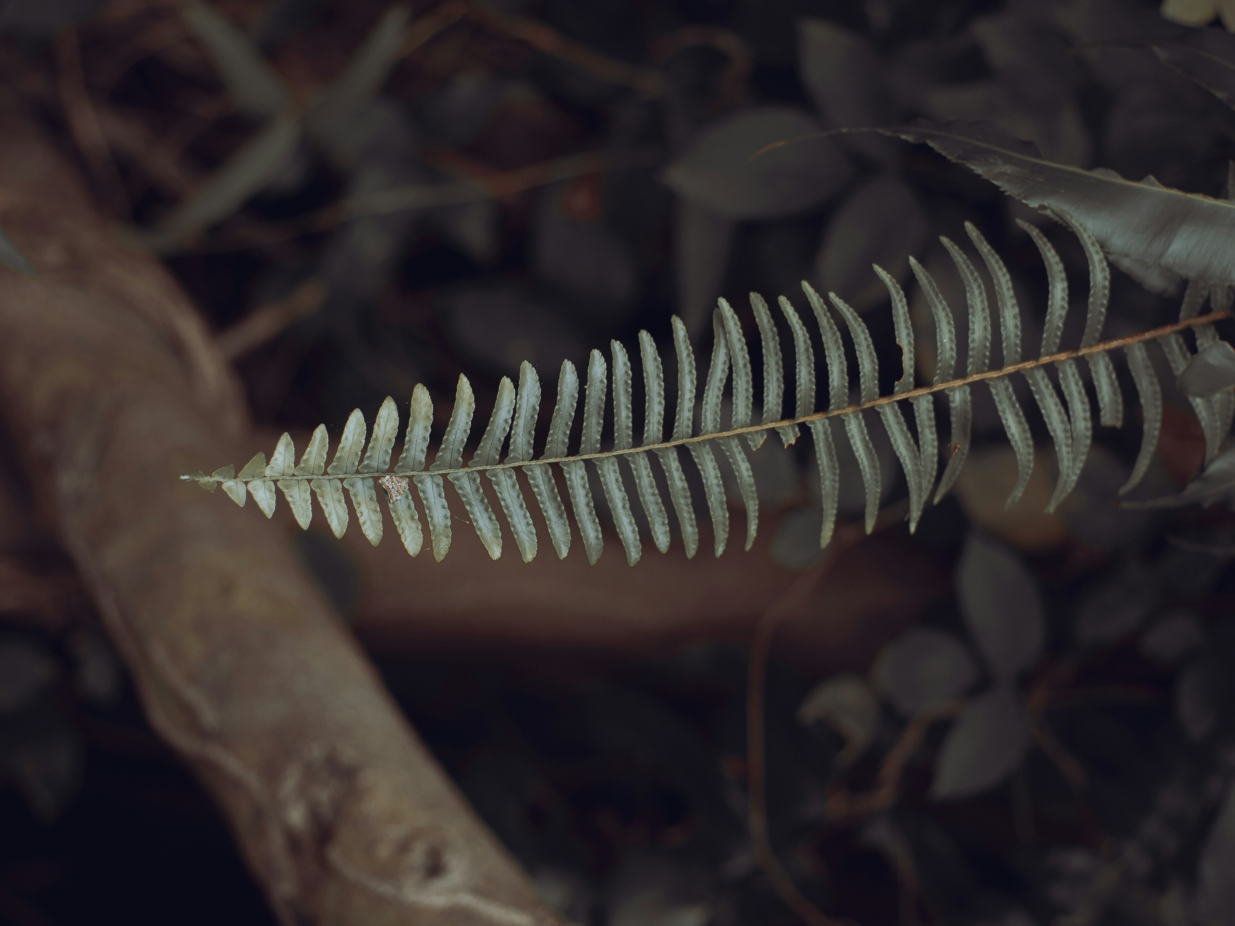 Delicate fern frond with muted green tones