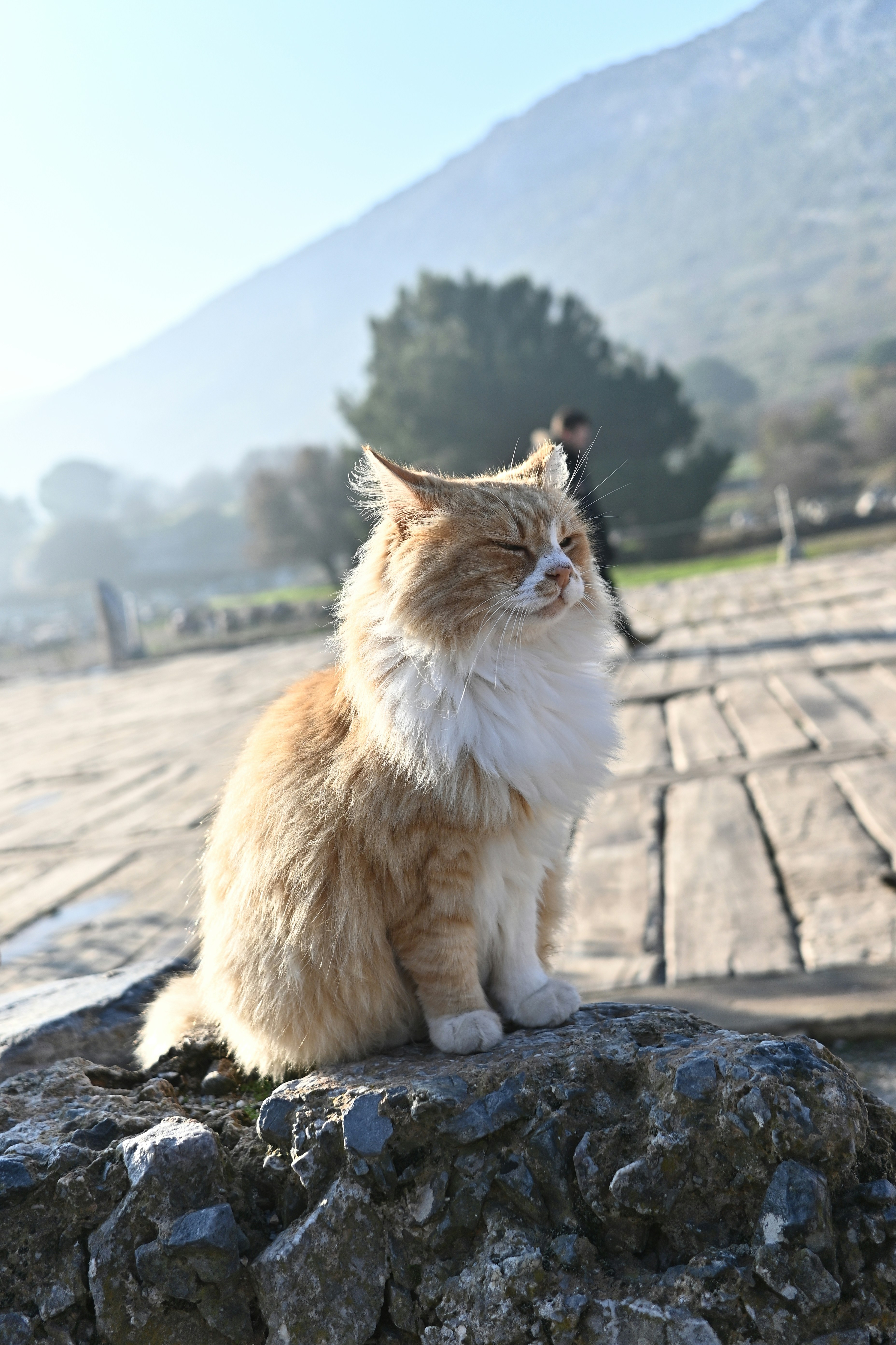 Sunlit Whiskers on Weathered Granite by a Highland Boardwalk