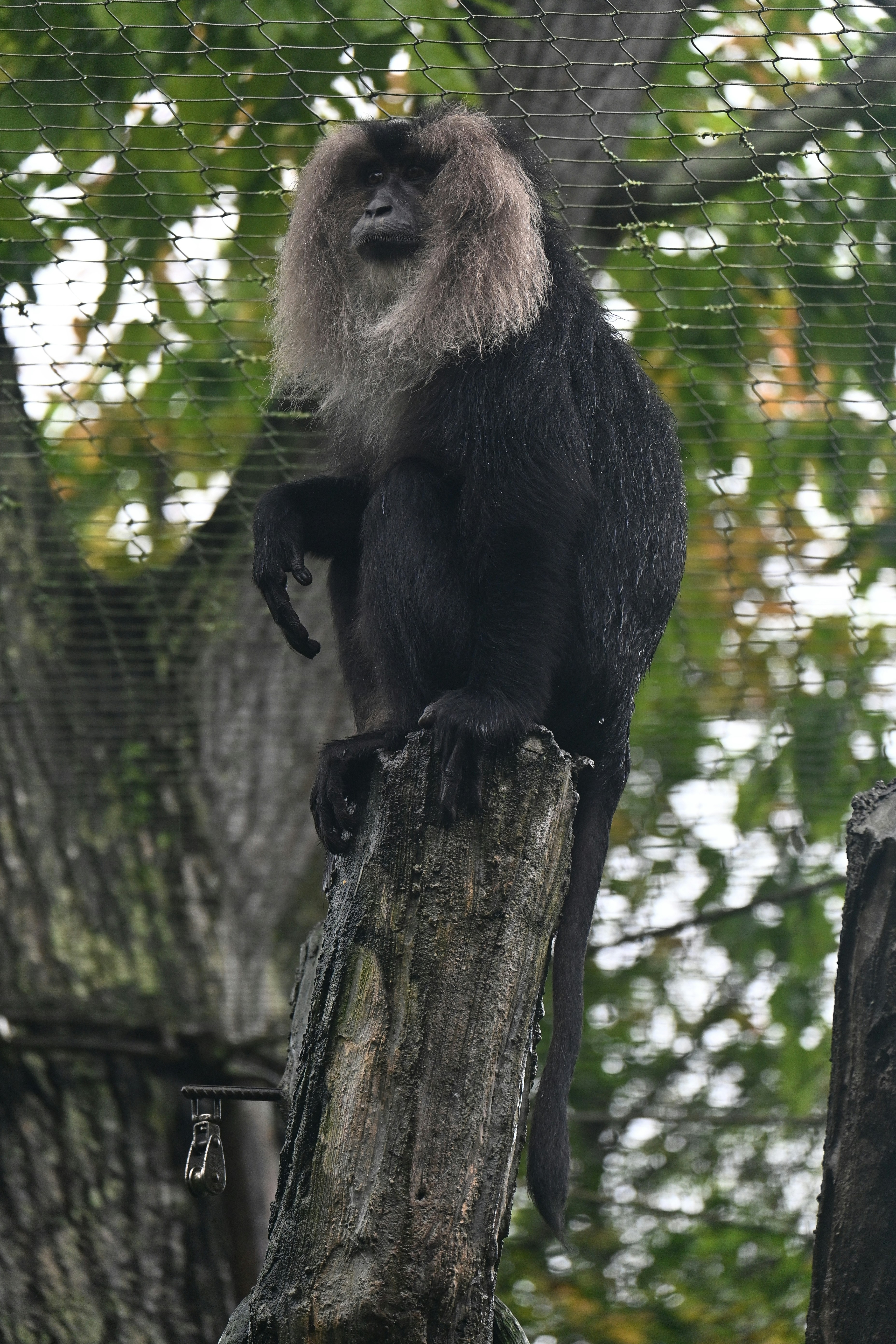 Lion-tailed macaque sits on a weathered tree stump.