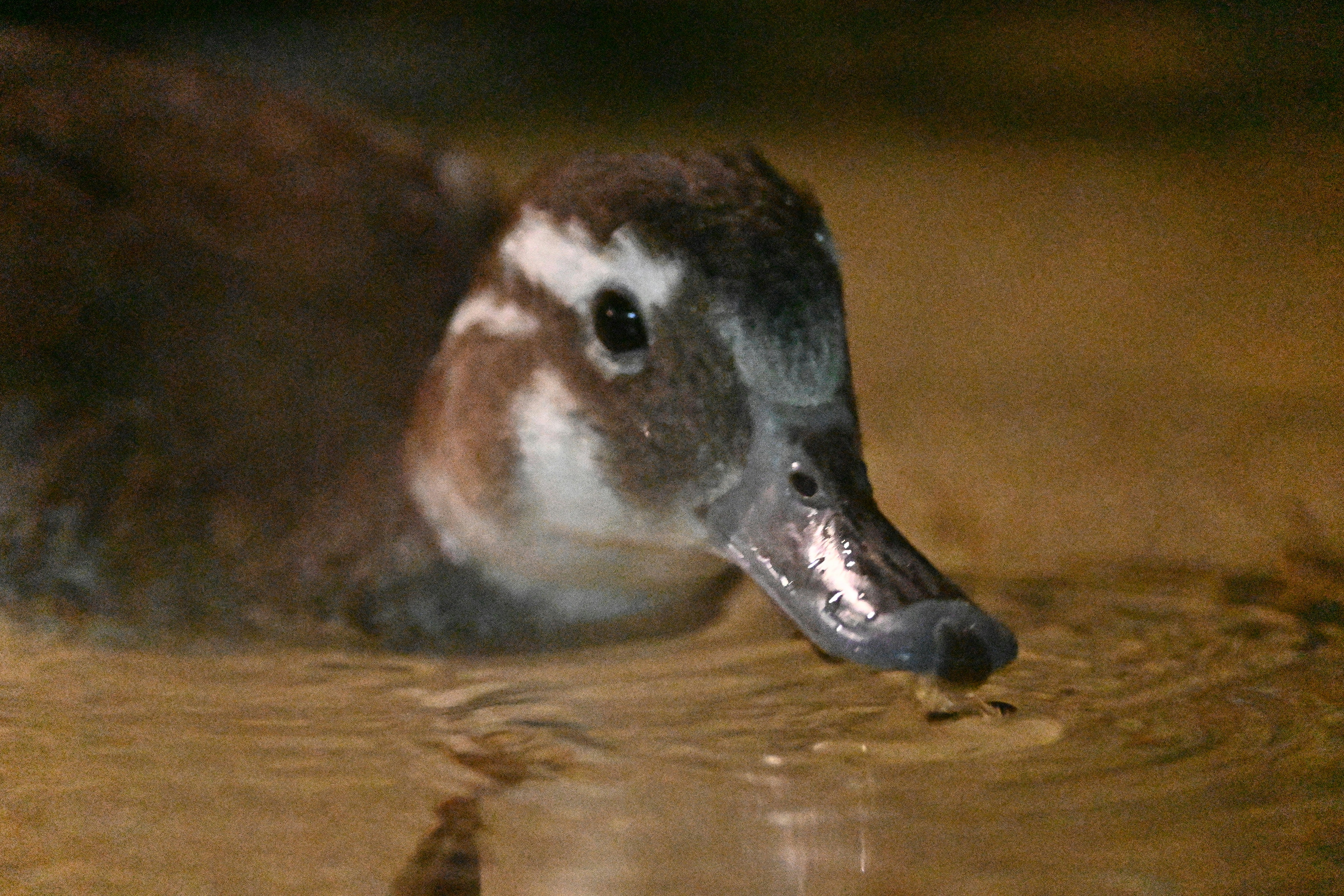 Dusk Beak: A Close-Up of a Duck's Quiet Moment