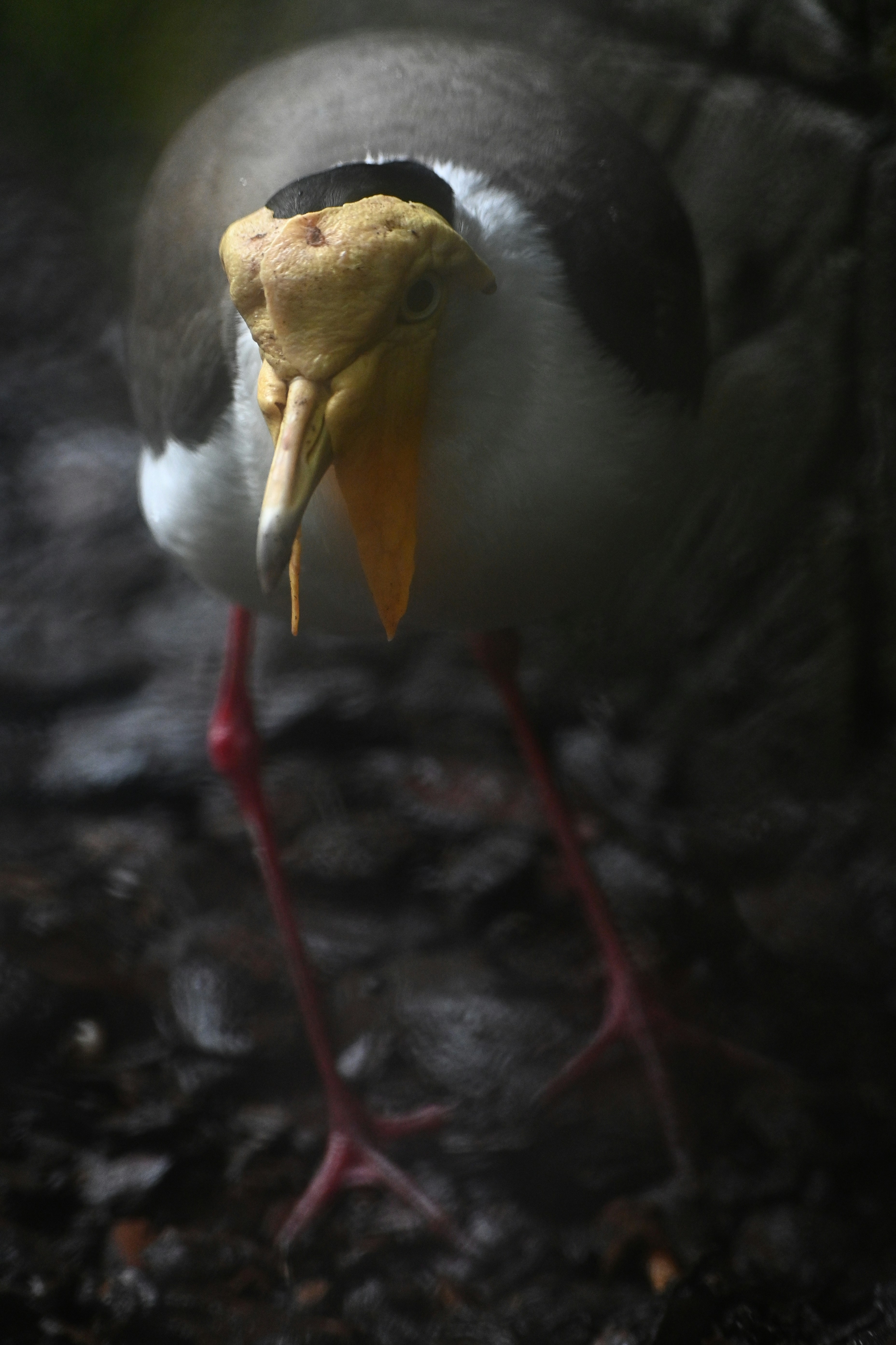 The Curious Stilt: A Glimpse into Nature's Intrigue