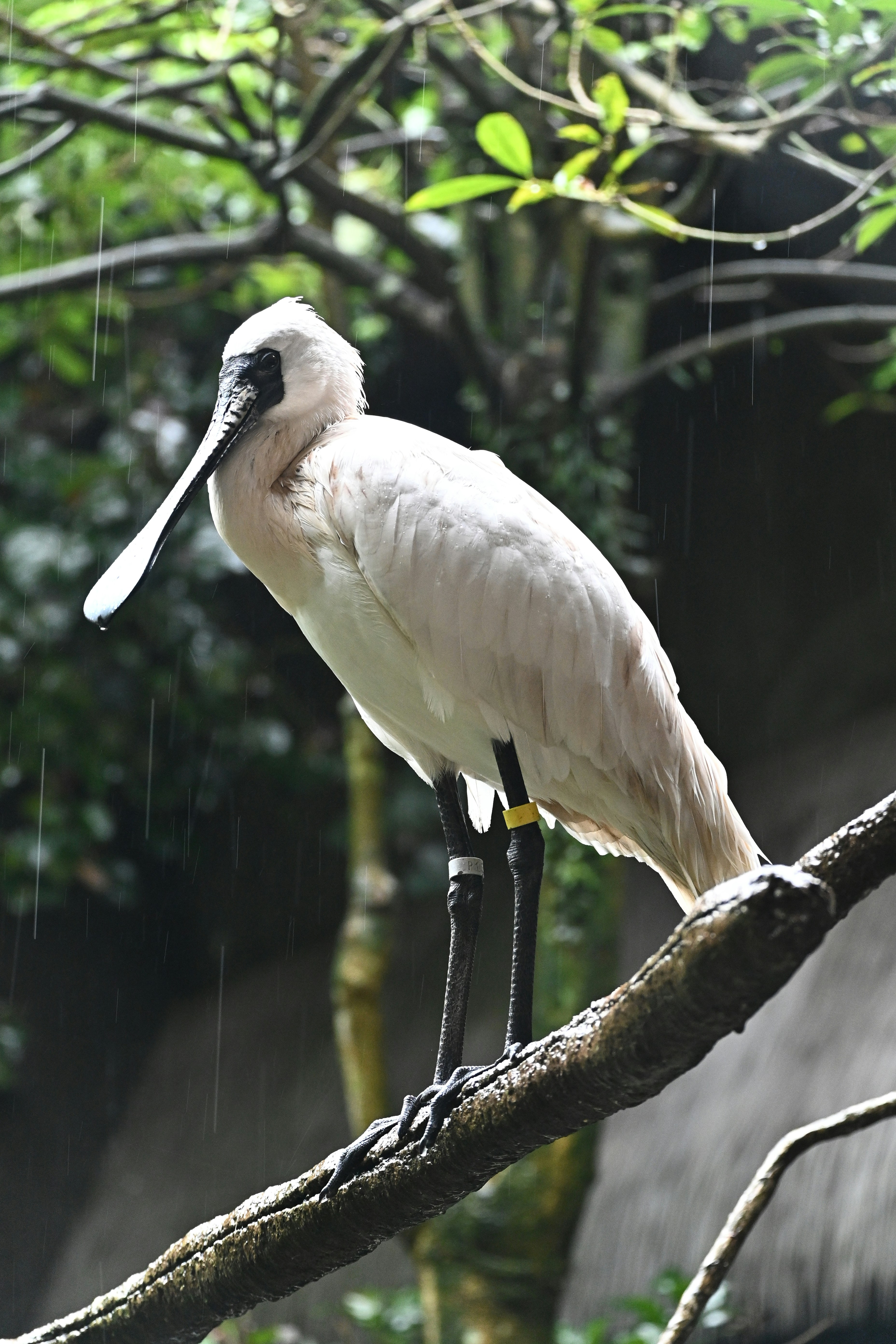 Spoonbill in Rain: White Plumage on a Mossy Branch