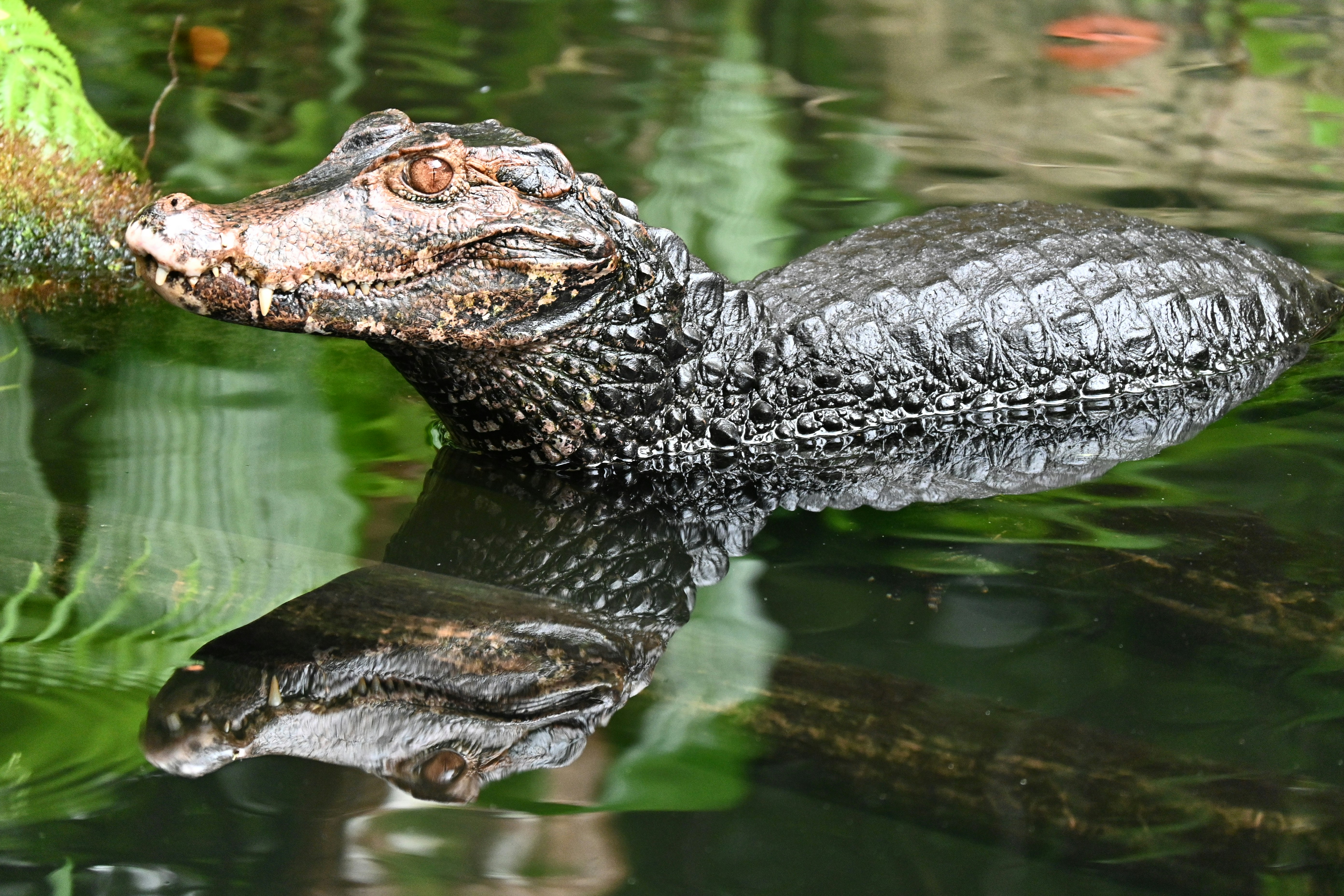 A caiman floats in murky water with reflection.