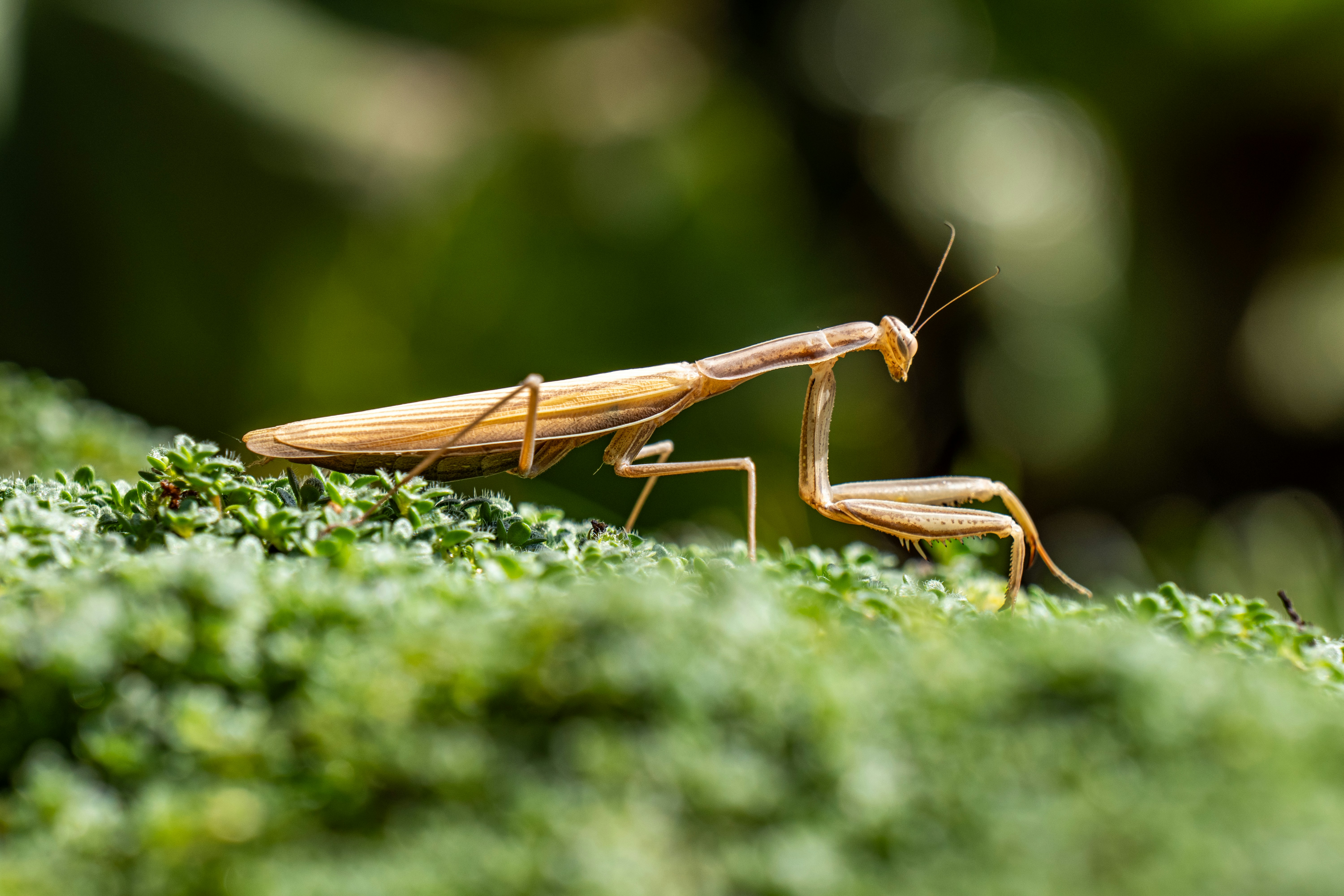 A praying mantis rests on a mossy surface photo – Free Brown Image on ...
