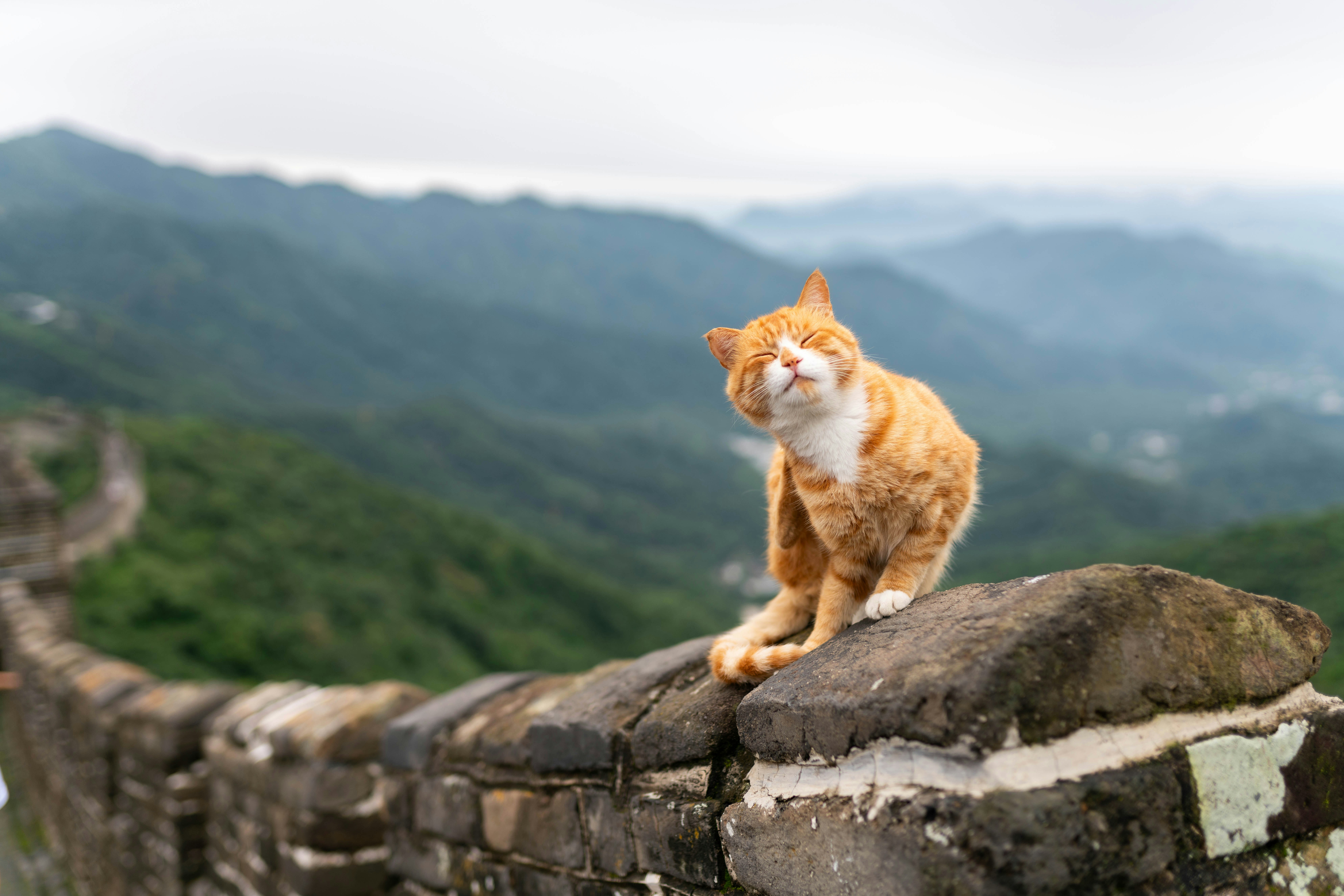 Whiskers on the Great Wall: A Feline's Retreat