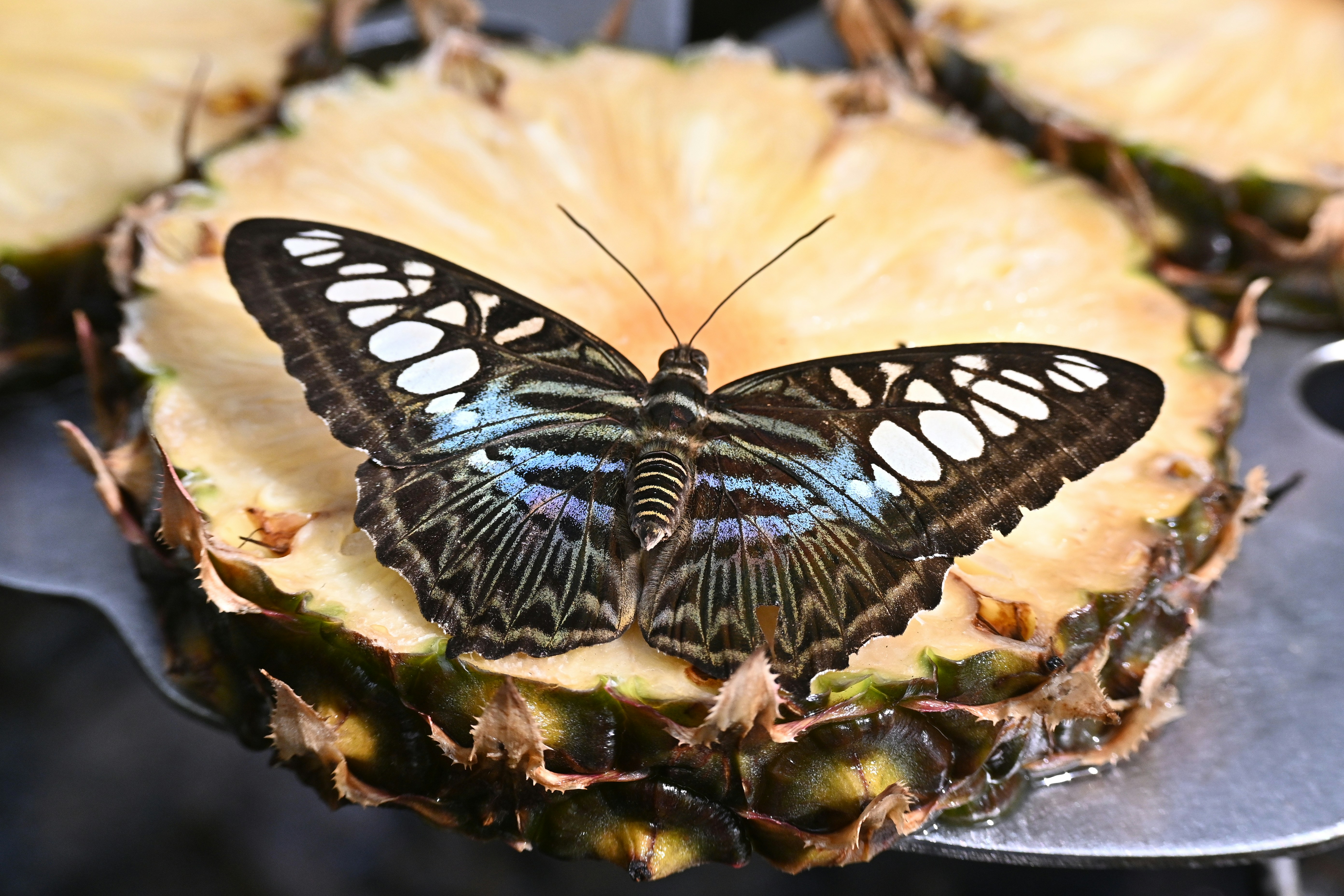 Iridescent Wings on a Pineapple Stage