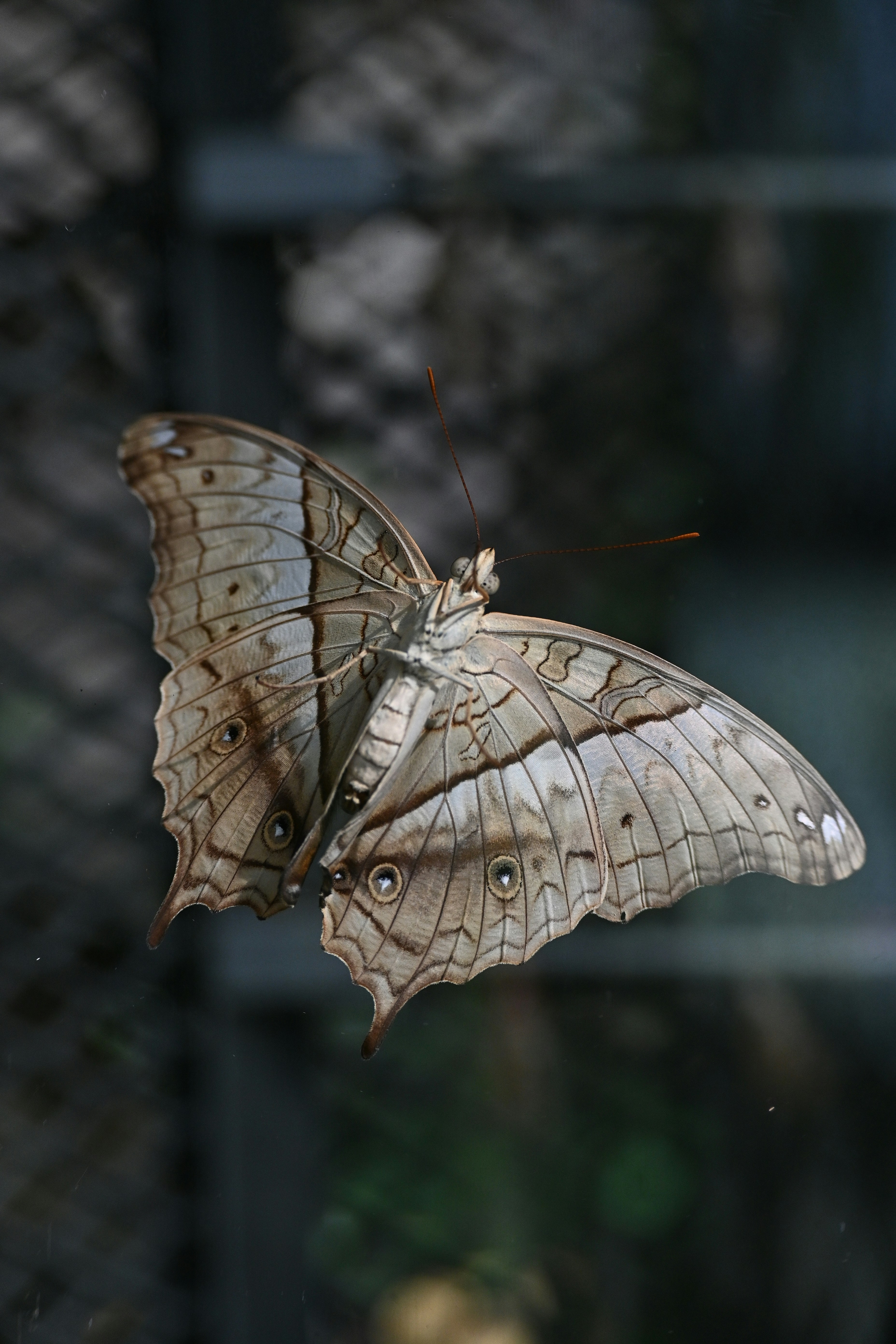 Wings of Intrigue: The Art of Nature's Design