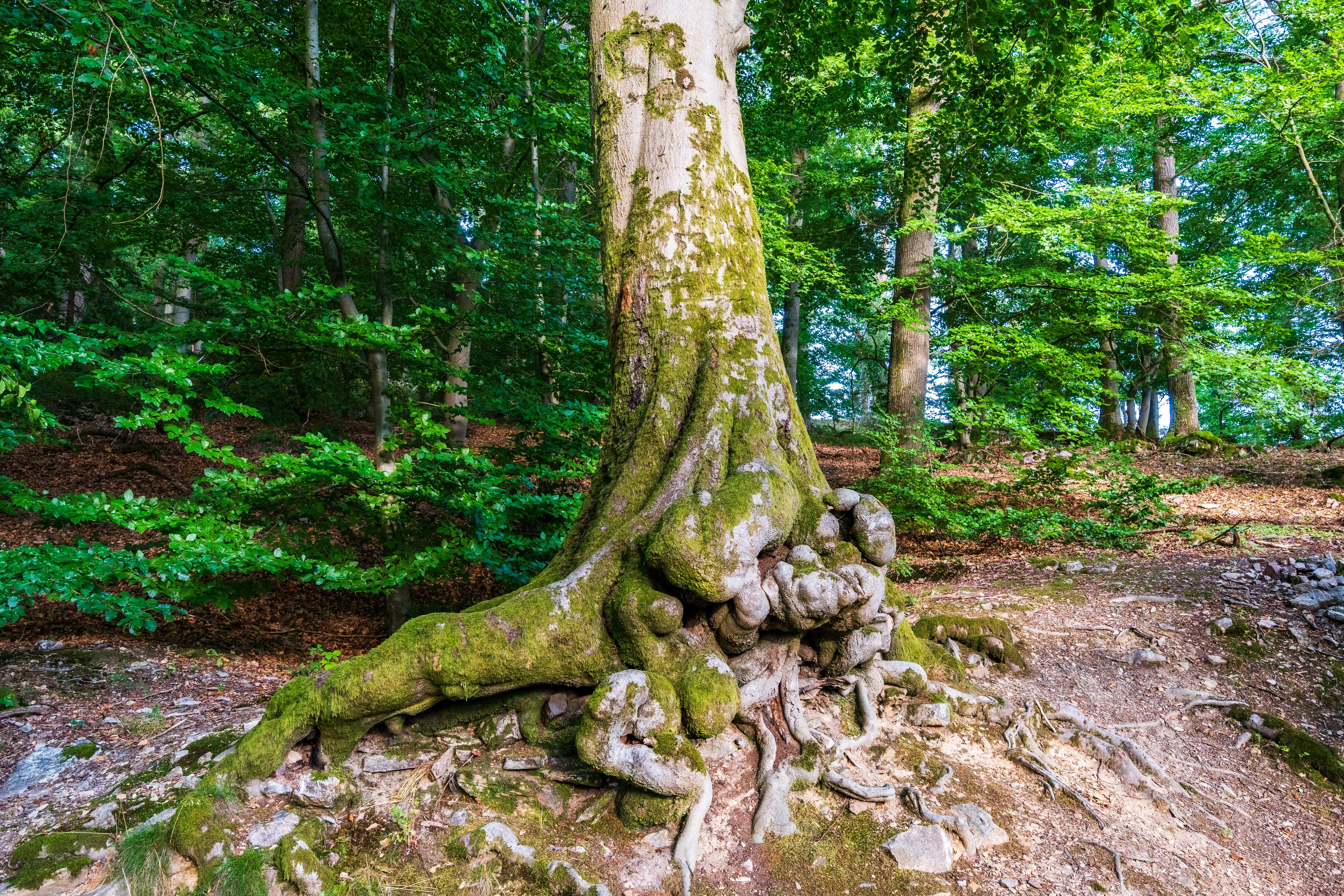 Whispers of the Ancient Roots