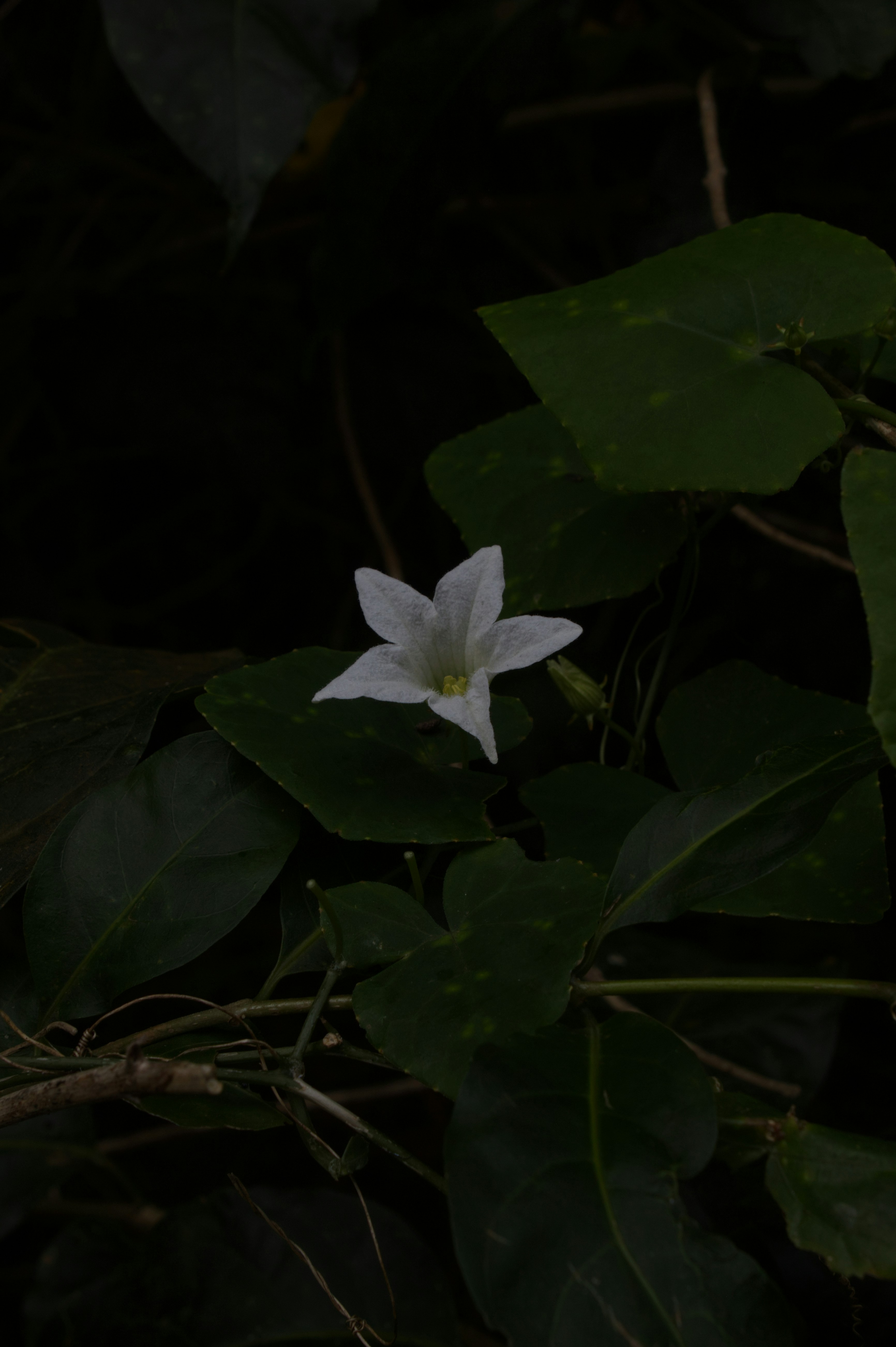 Whispers of Nature: The Hidden Bloom