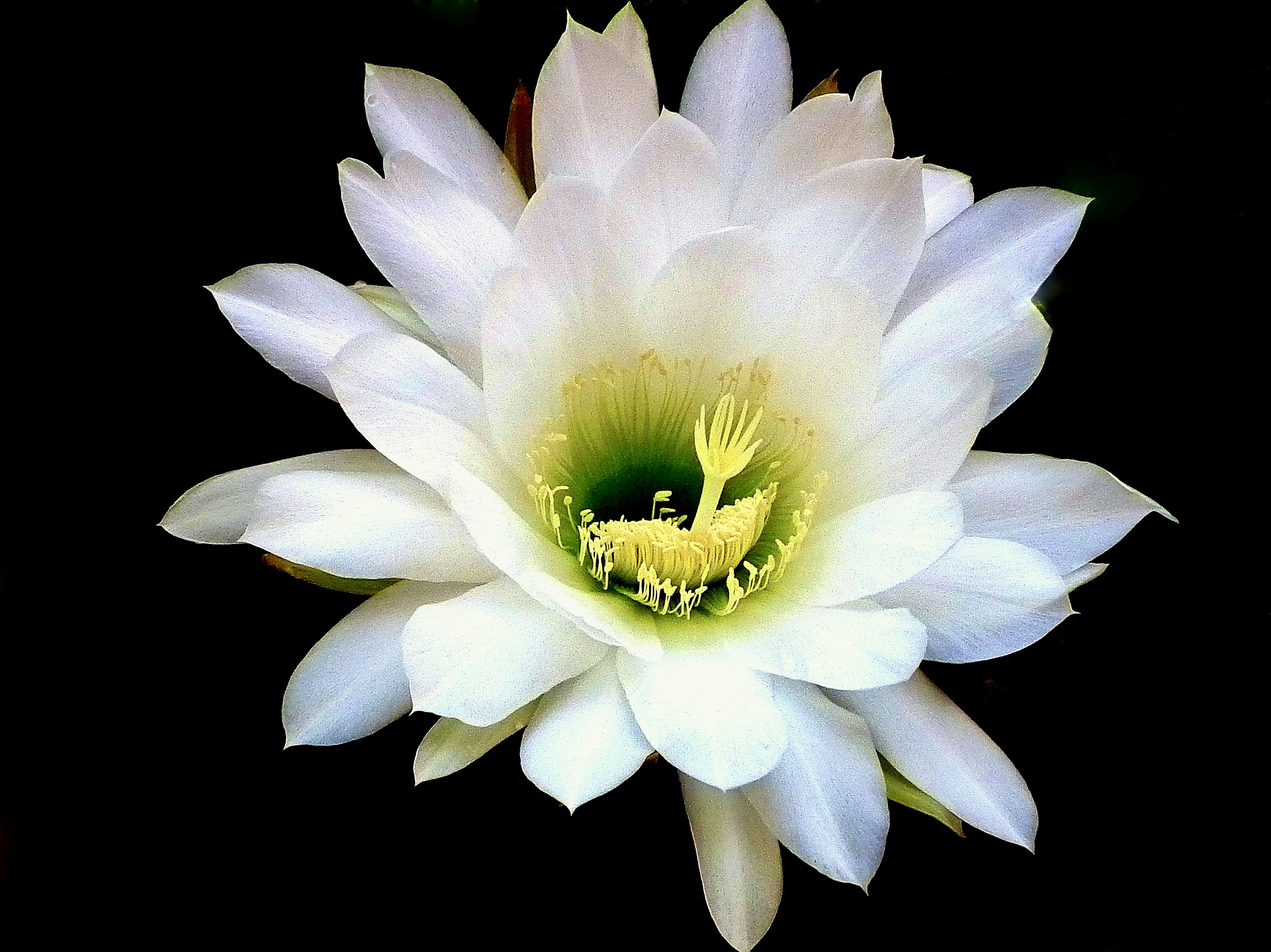 A pristine white lotus flower with delicate petals and a vibrant green center, set against a dark background.