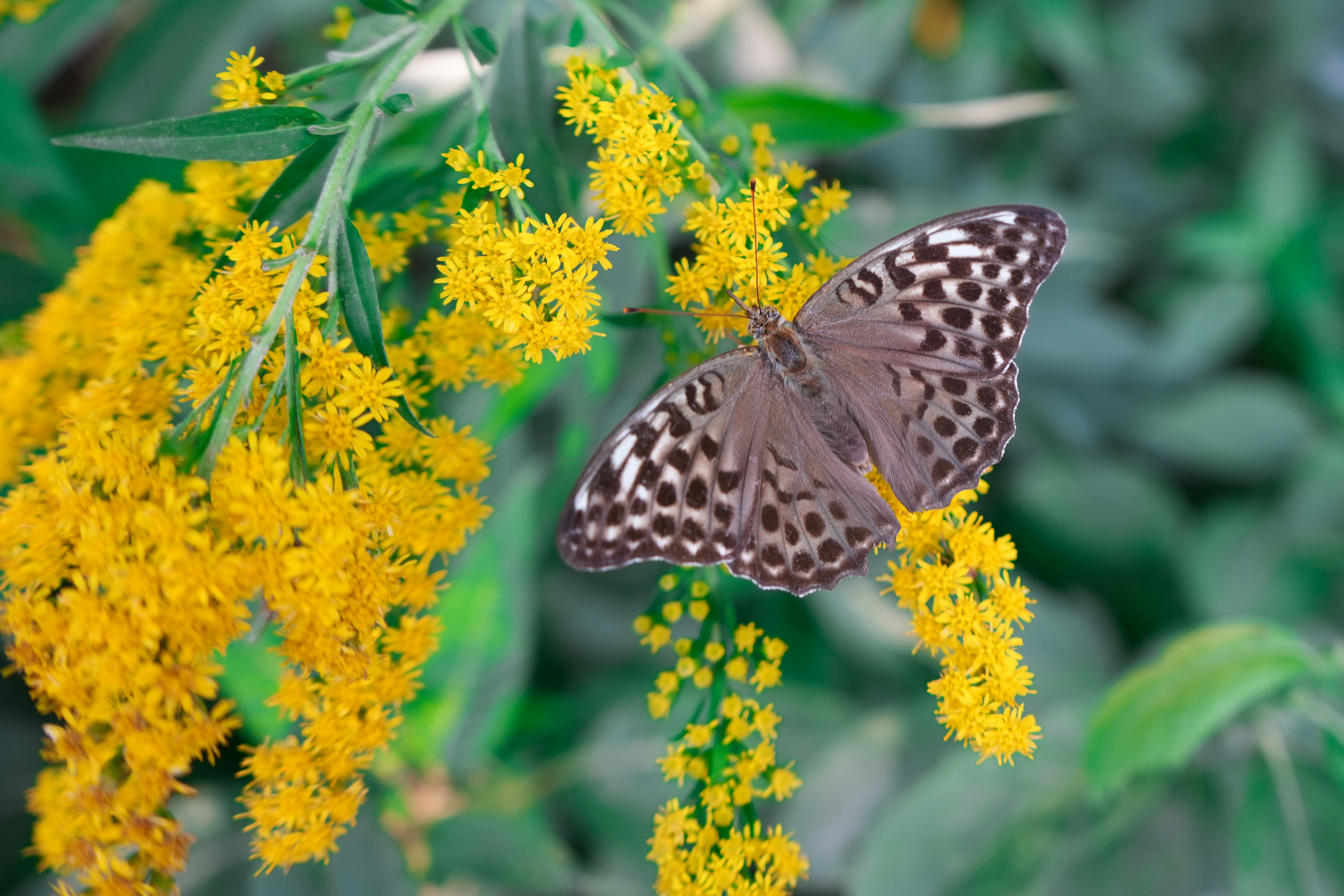 A butterfly resting on vibrant yellow flowers, showcasing intricate wing patterns against a lush green backdrop.