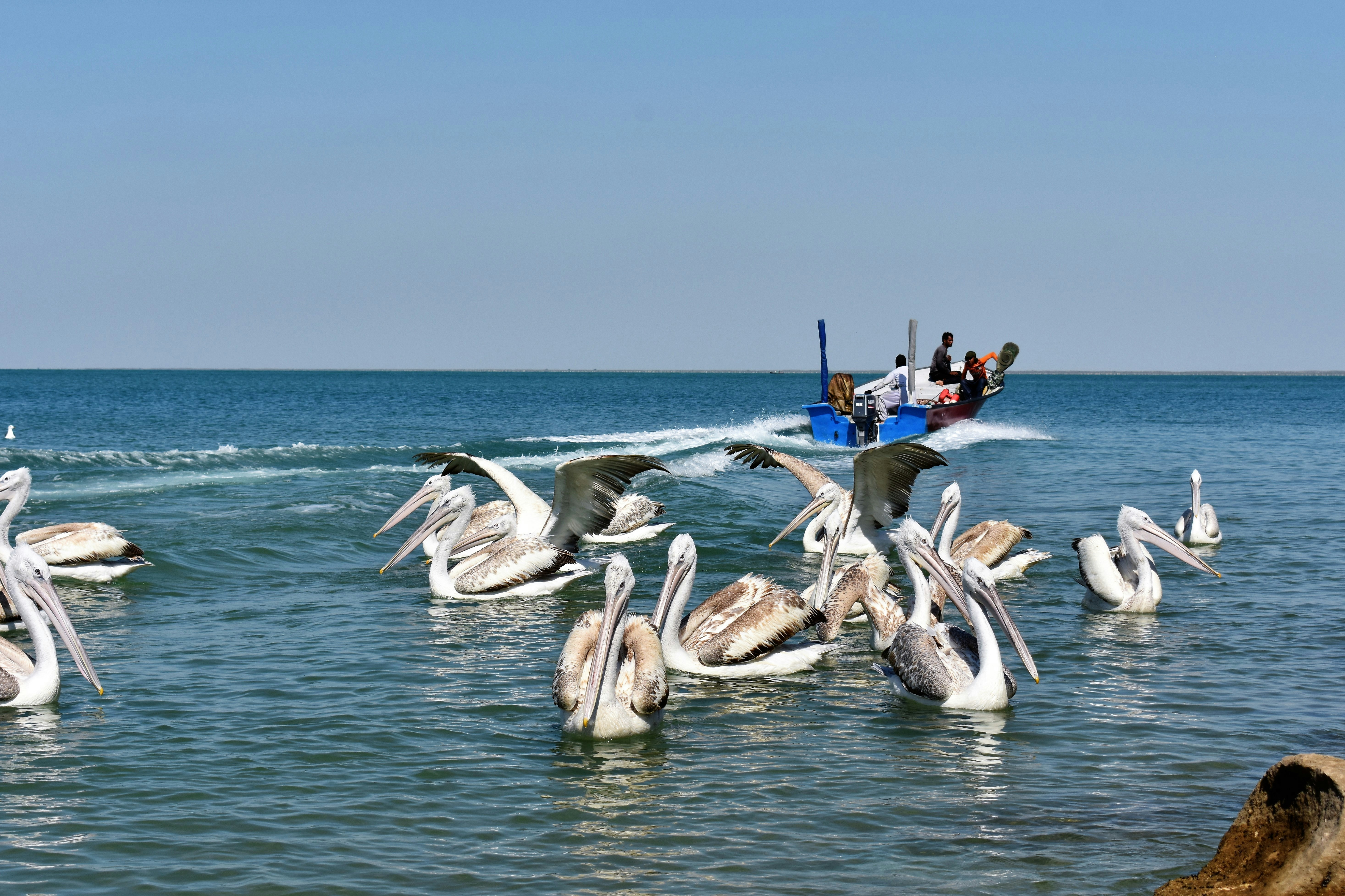 Harmony on the Water: Pelicans and the Fisherman's Wake