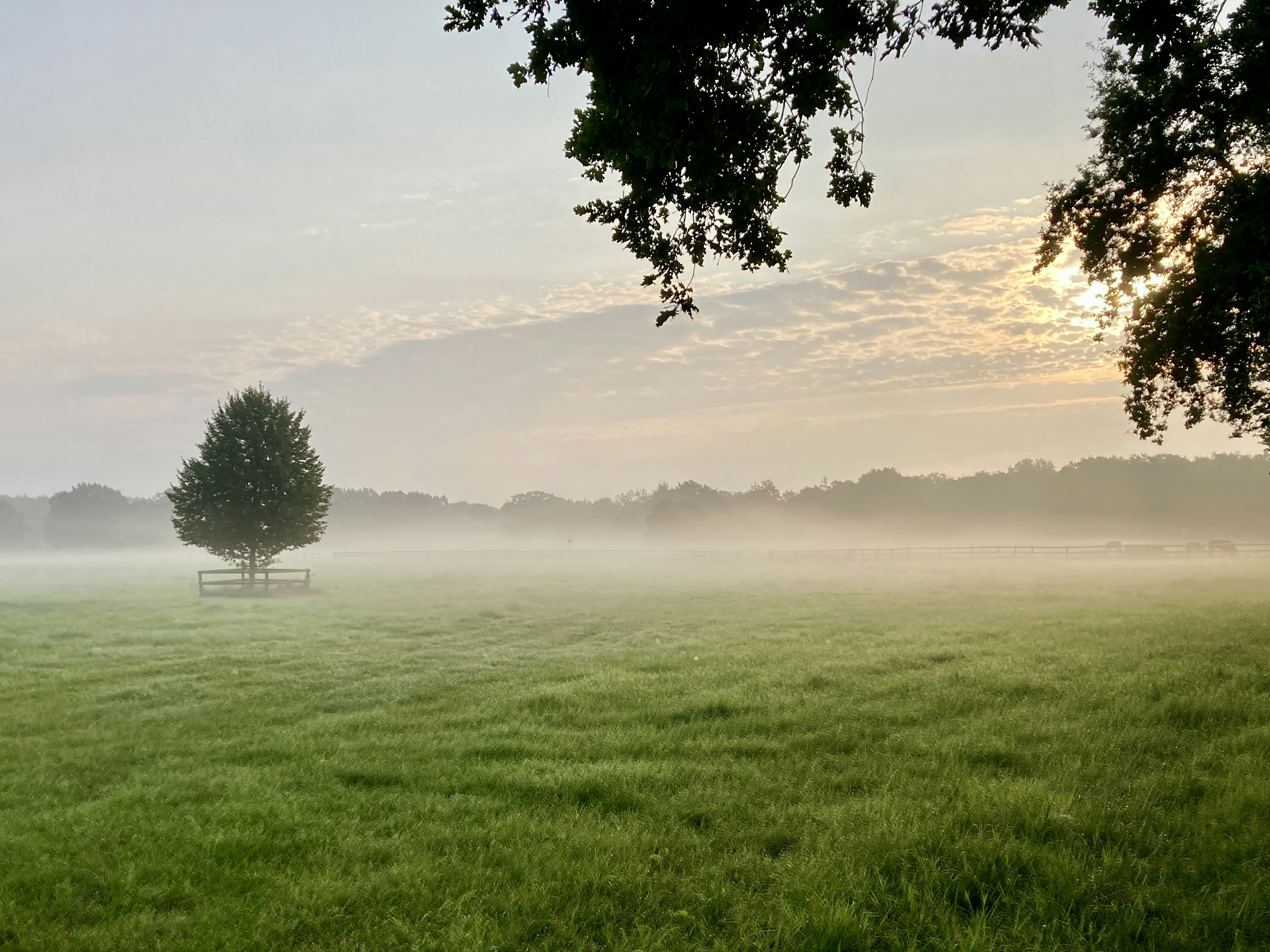 Misty sunrise over a green field with a lone tree