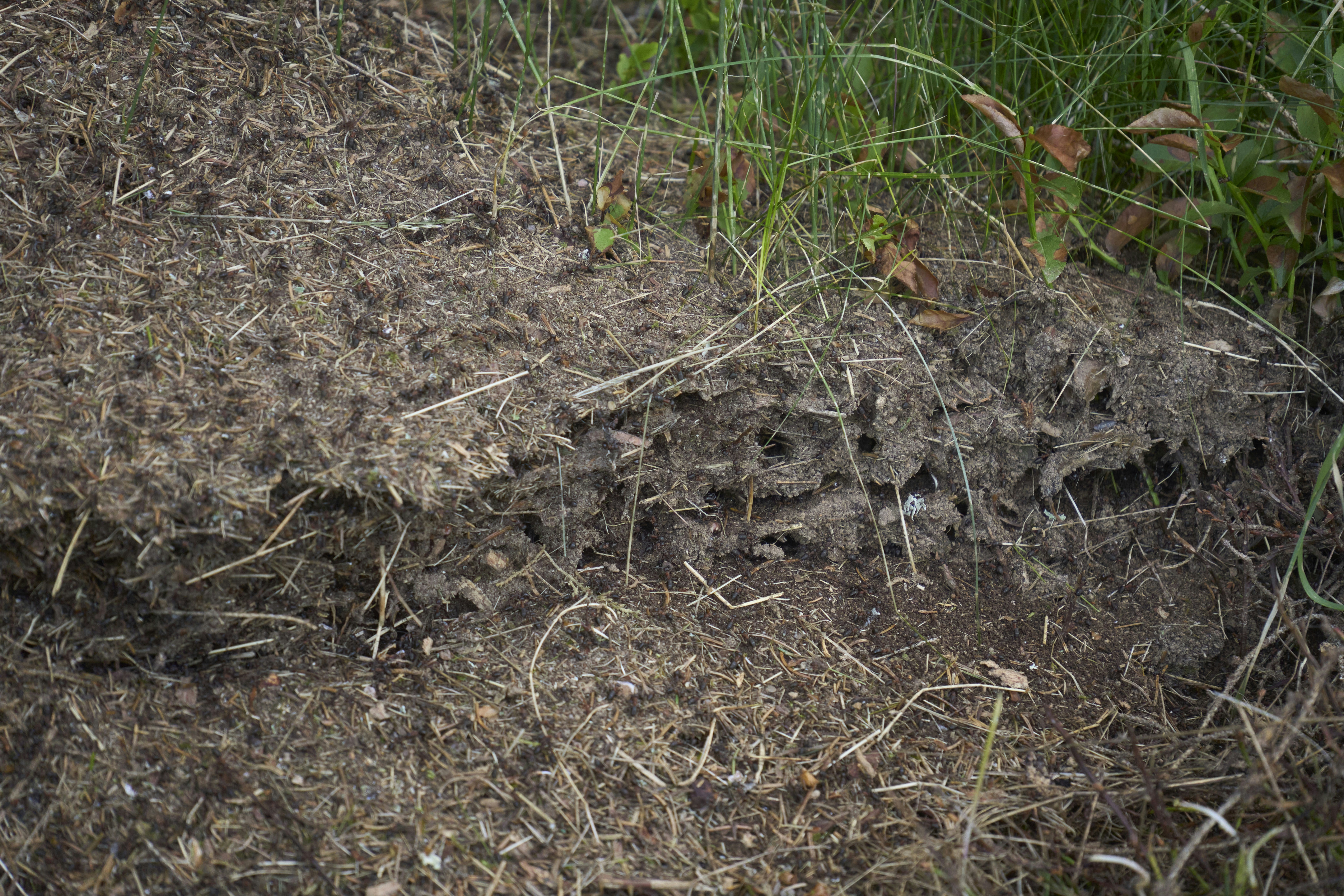 Dry soil and grass with visible texture