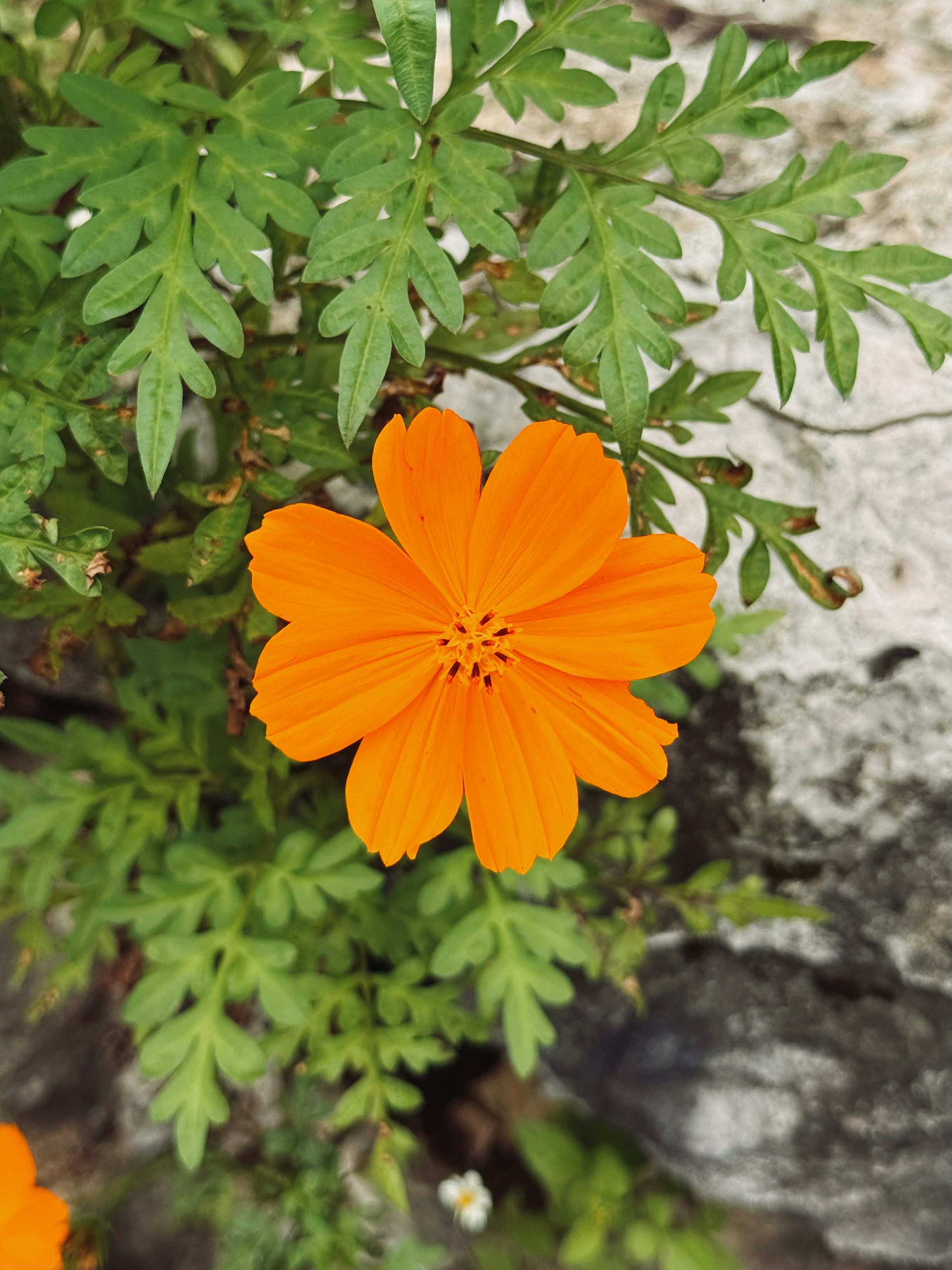 Vibrant Bloom Amidst Nature's Canvas