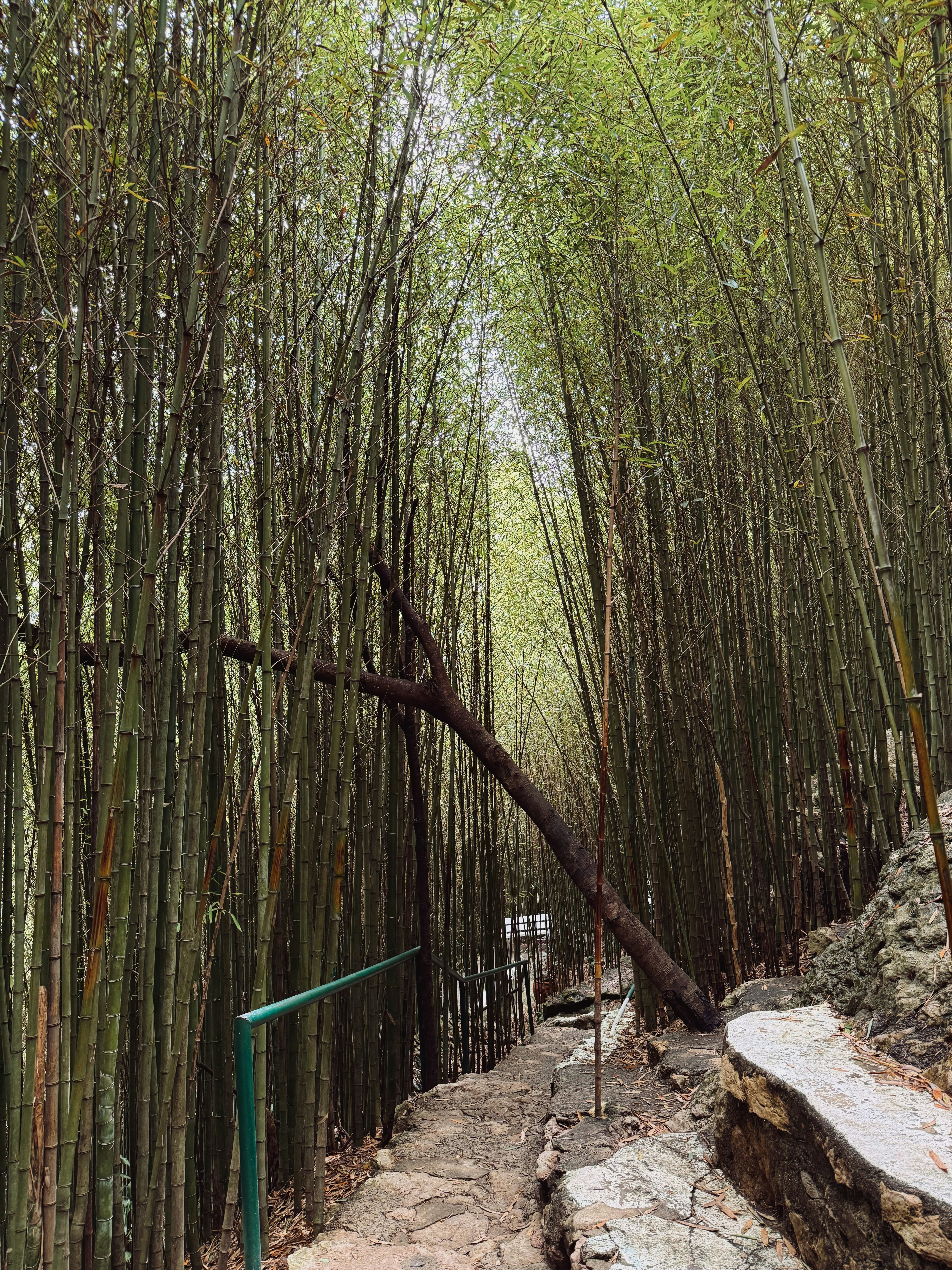 Whispers of the Bamboo Grove