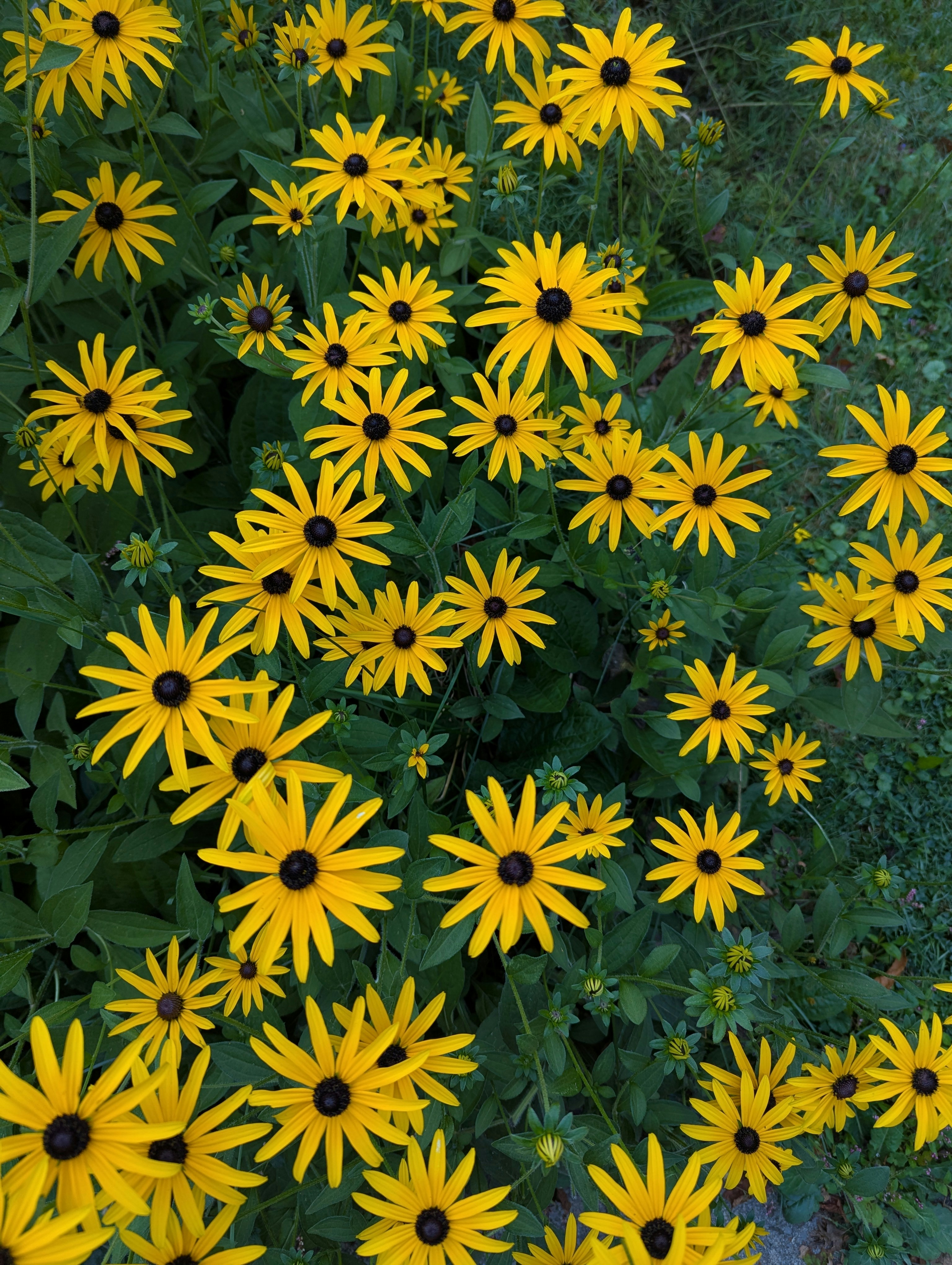 A field of bright yellow black-eyed susan flowers.