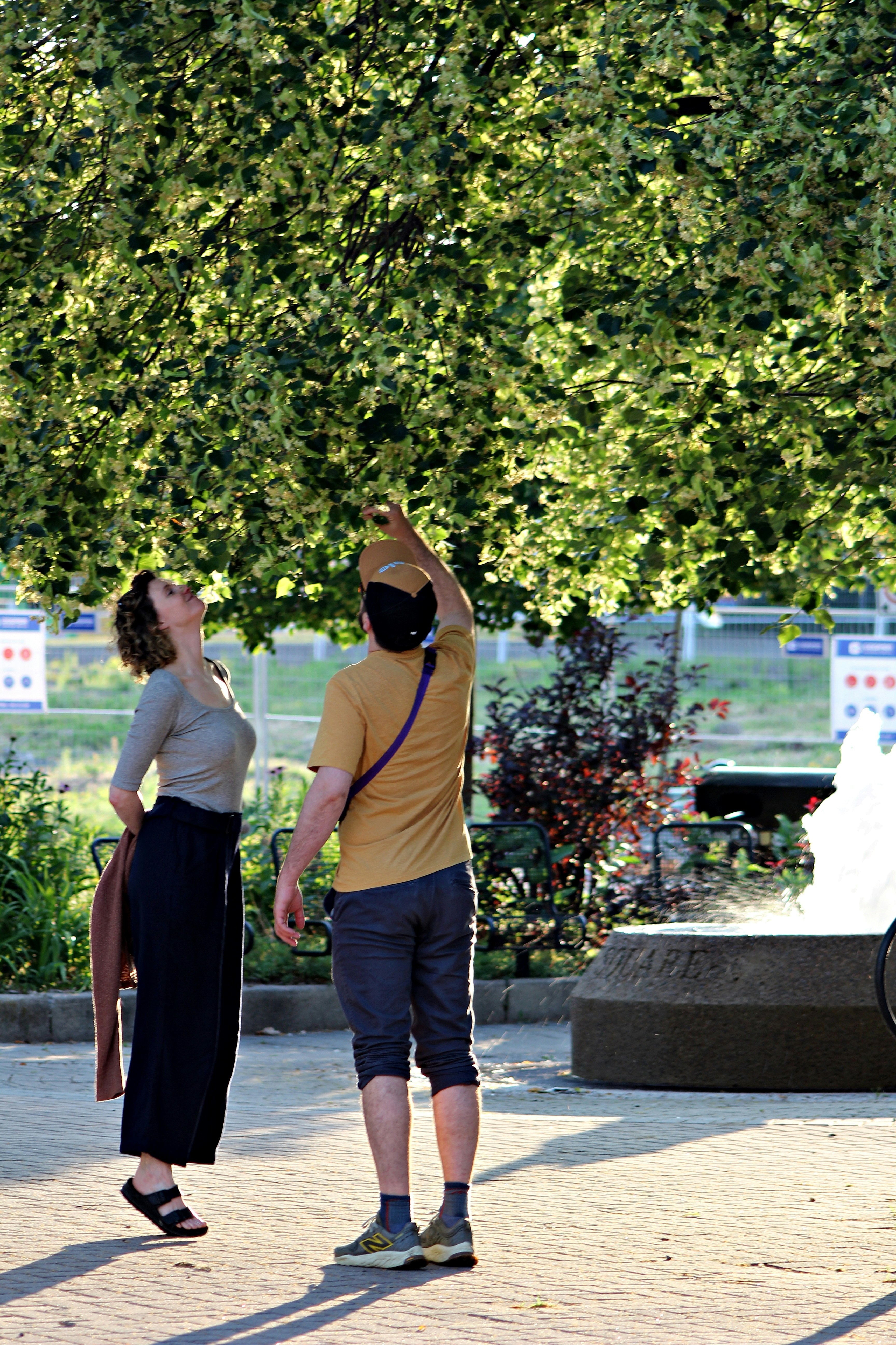 Under the Canopy: Two Figures Reach for the Shade of a Verdant Foliage