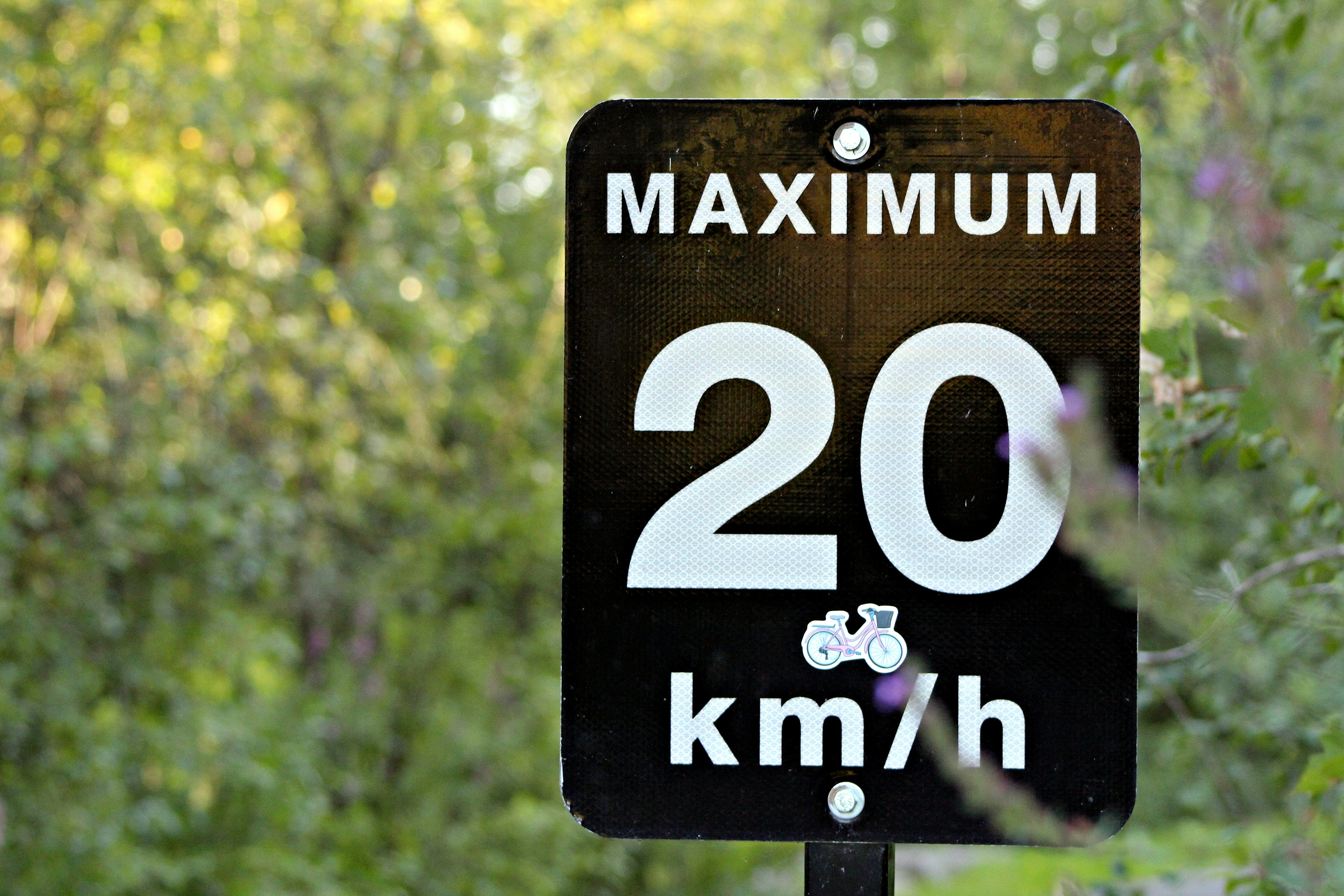 Speed Limit Sign Amidst Nature's Embrace
