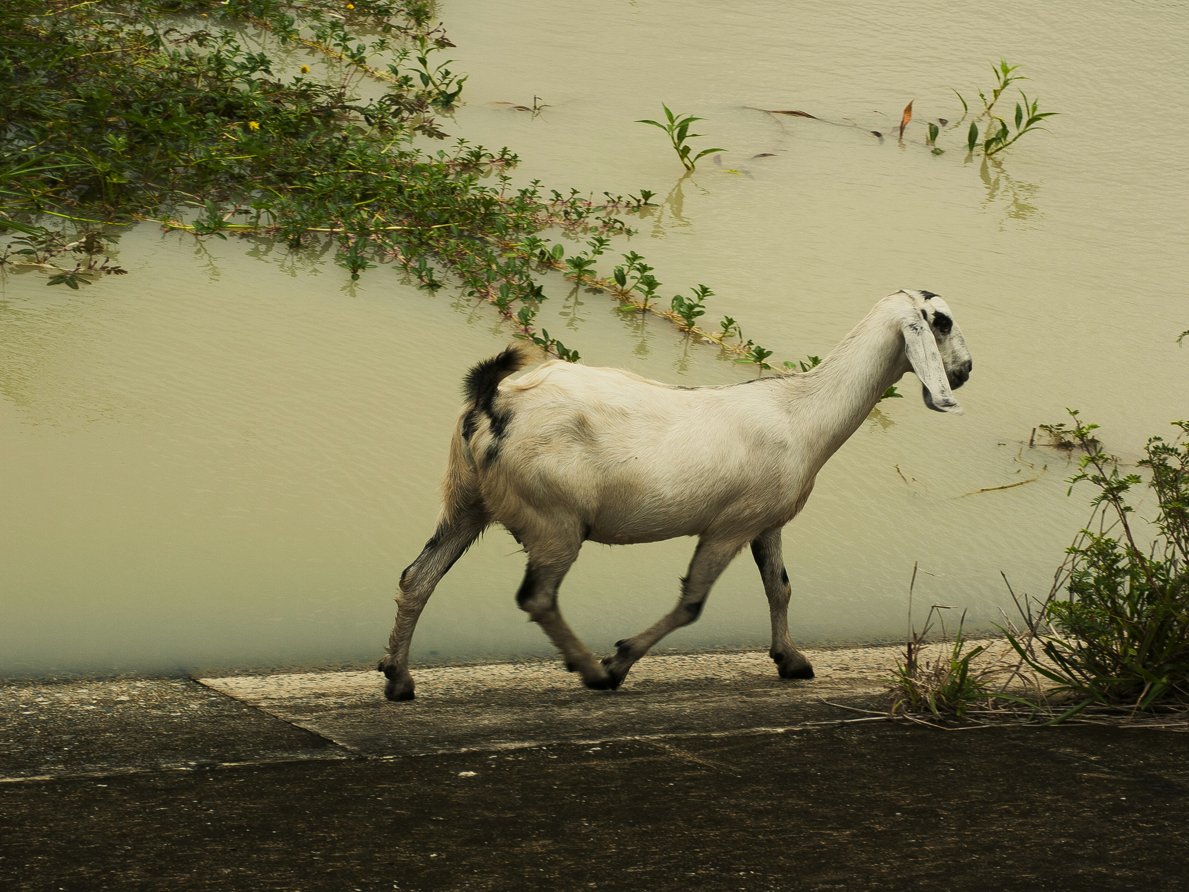 A white goat walks along a muddy bank.